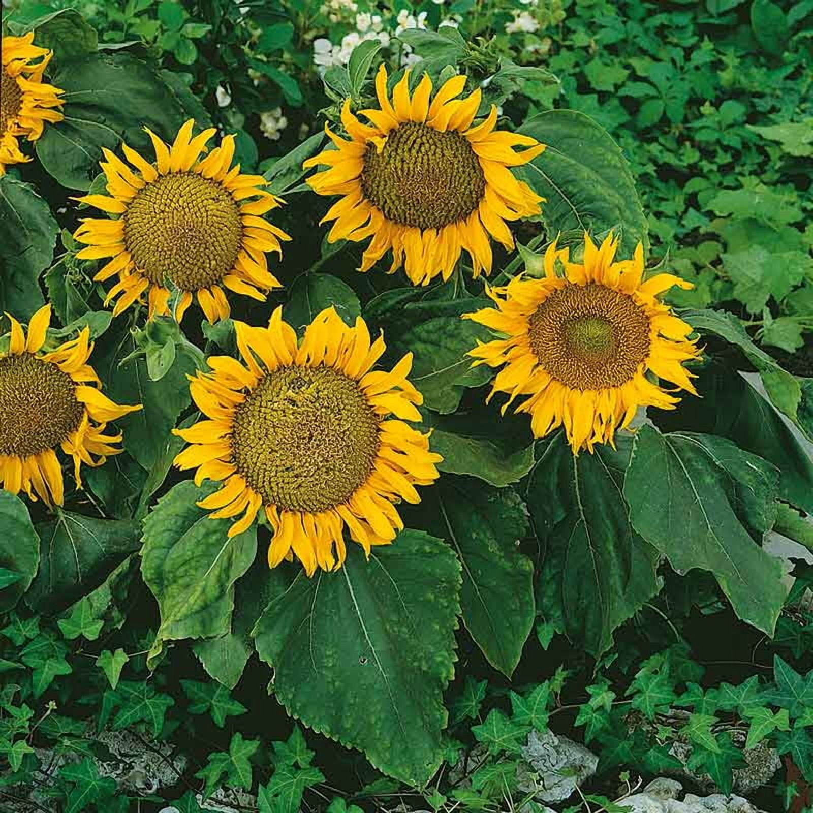 Eden Brothers Sunflower Seeds (Dwarf) - Sunspot, Non-GMO Seeds for ...