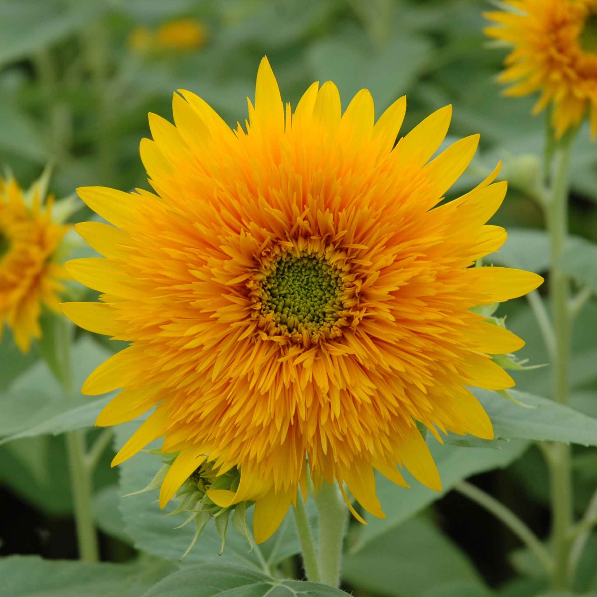 Eden Brothers Sunflower Seeds - Orange Sun - Walmart.com