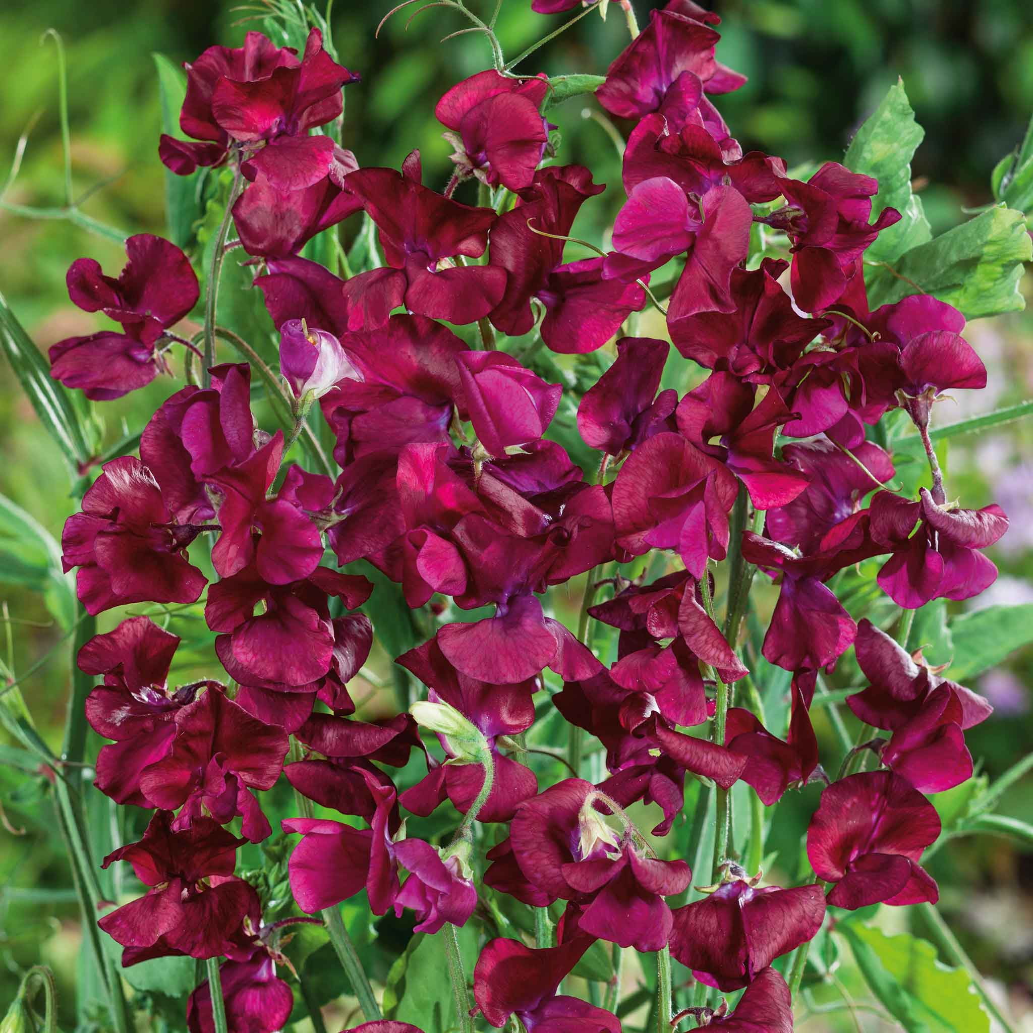 Eden Brothers Sweet Pea Seeds - Royal Maroon Non-GMO Seeds for Planting ...