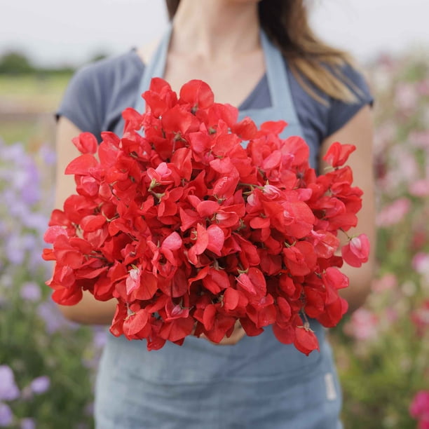 Eden Brothers Sweet Pea Seeds - Royal Scarlet - Walmart Business Supplies