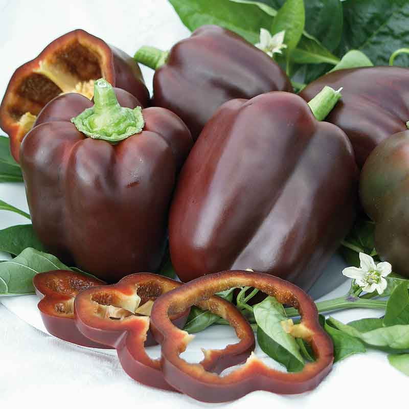 Eden Brothers Sweet Pepper Seeds - Chocolate Beauty - Walmart.com