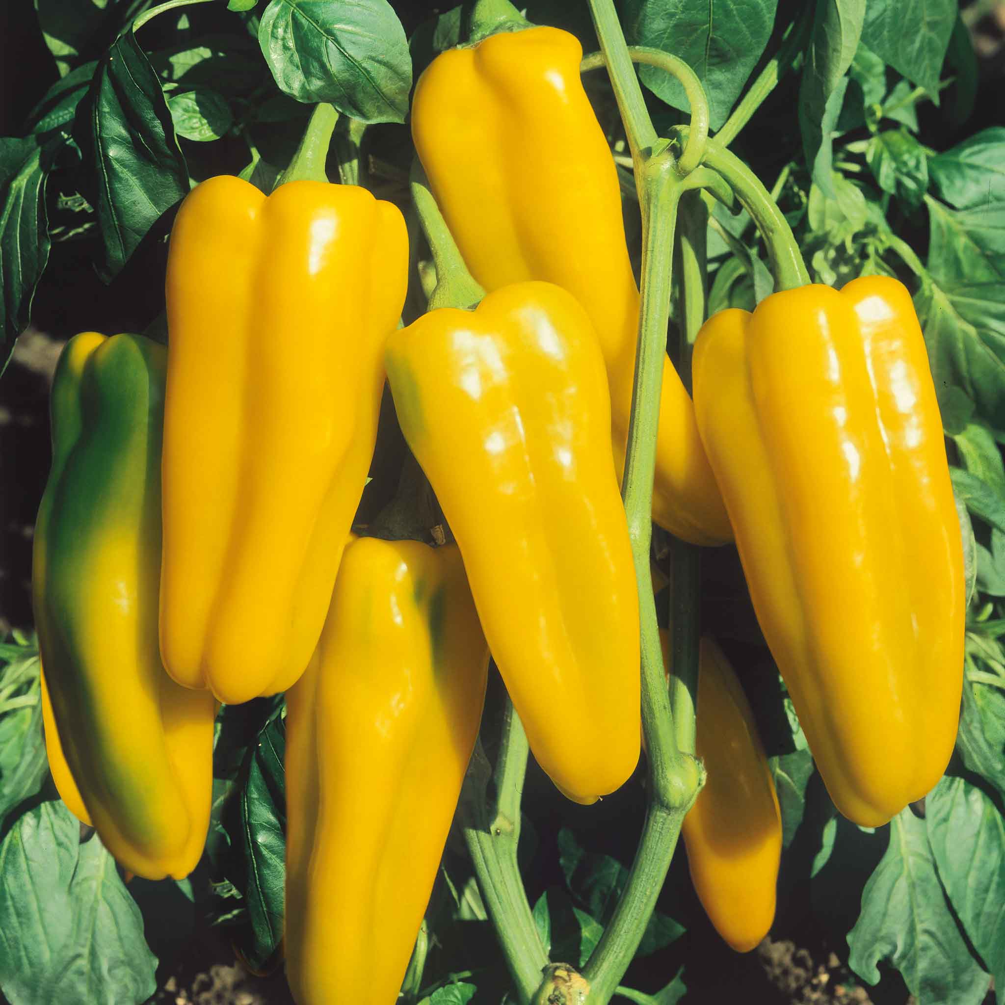 Eden Brothers Sweet Pepper Seeds - Golden Marconi - Walmart.com