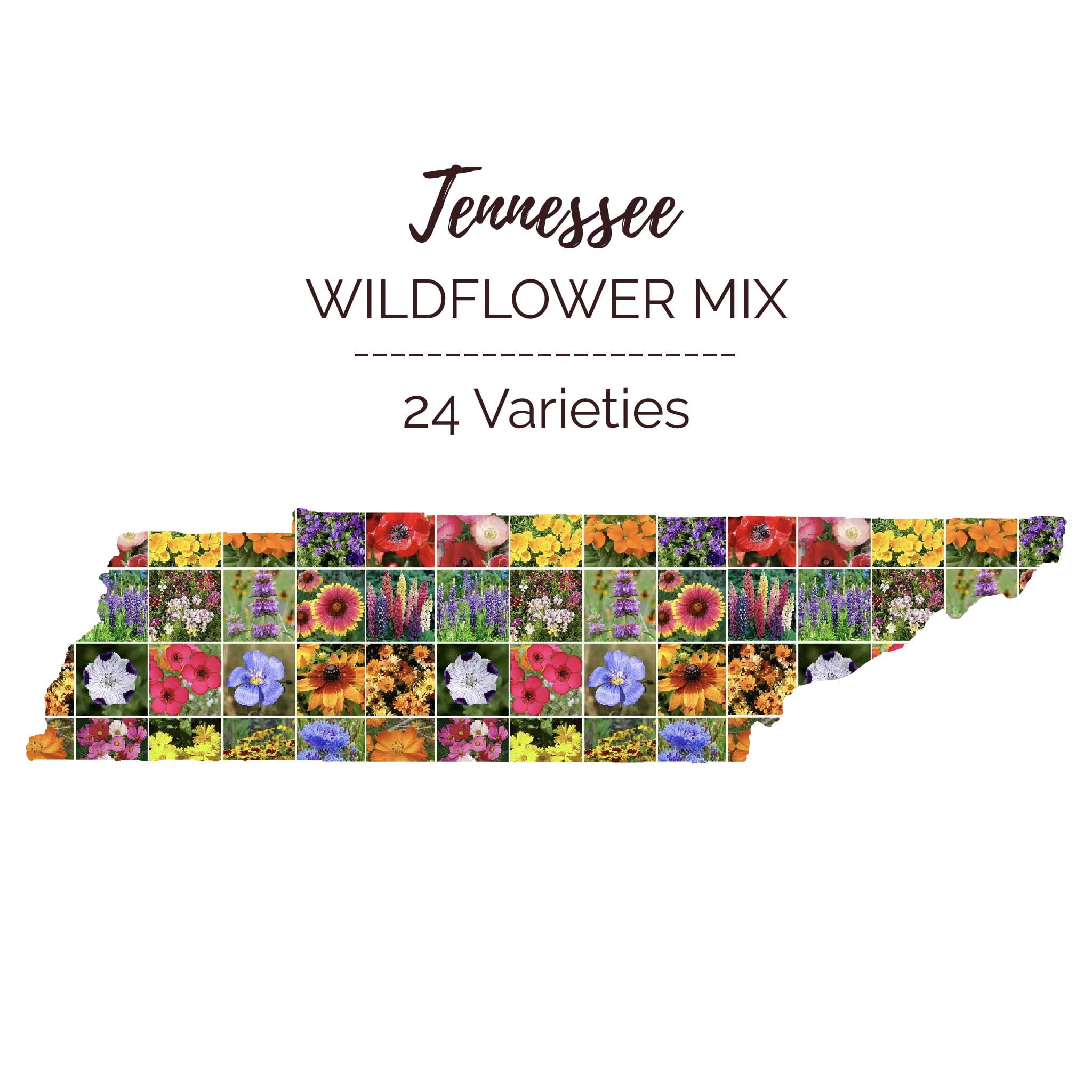 Eden Brothers Tennessee Wildflower Mixed Seeds for Planting, 1 lb ...