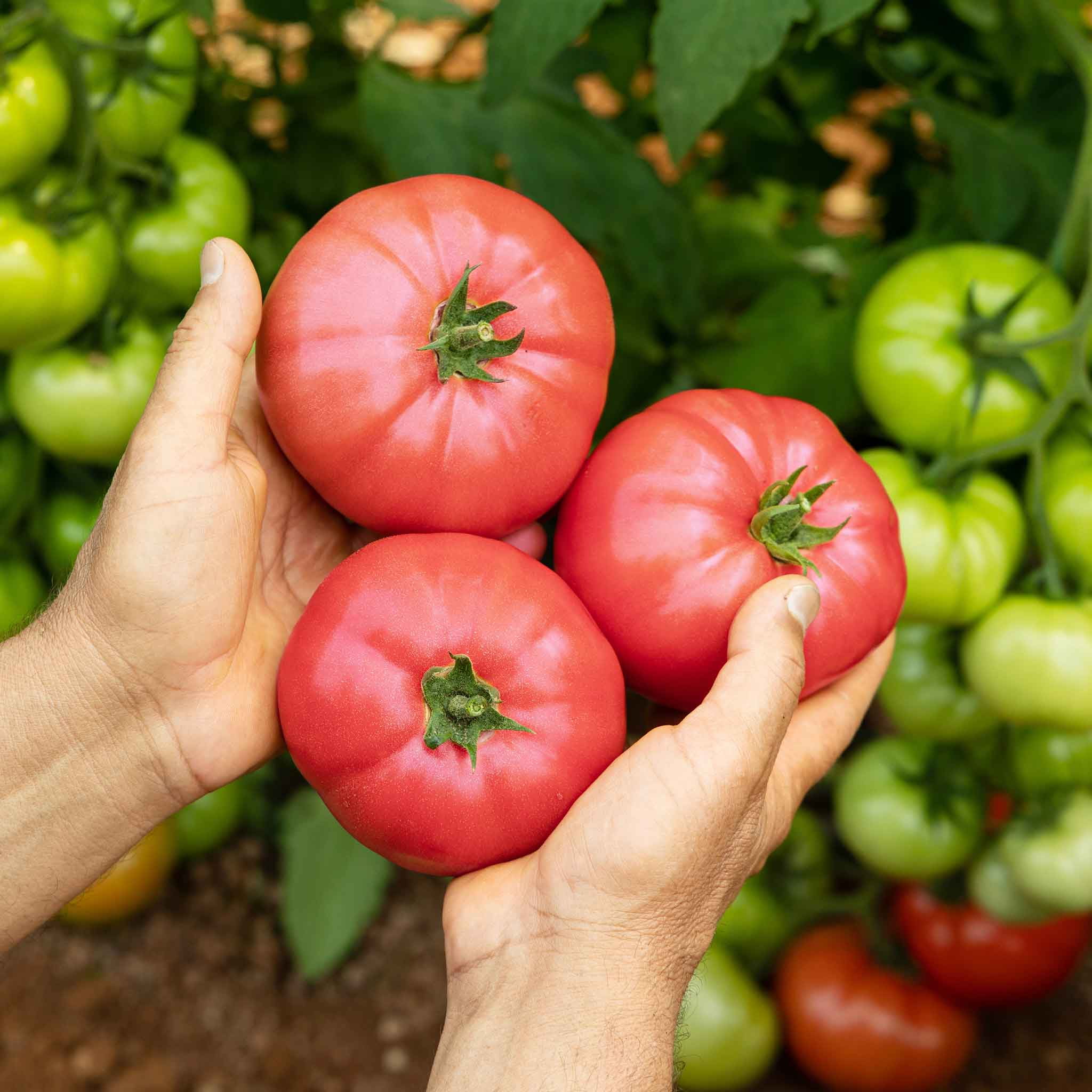 Eden Brothers Tomato Seeds - Delicious - Walmart.com