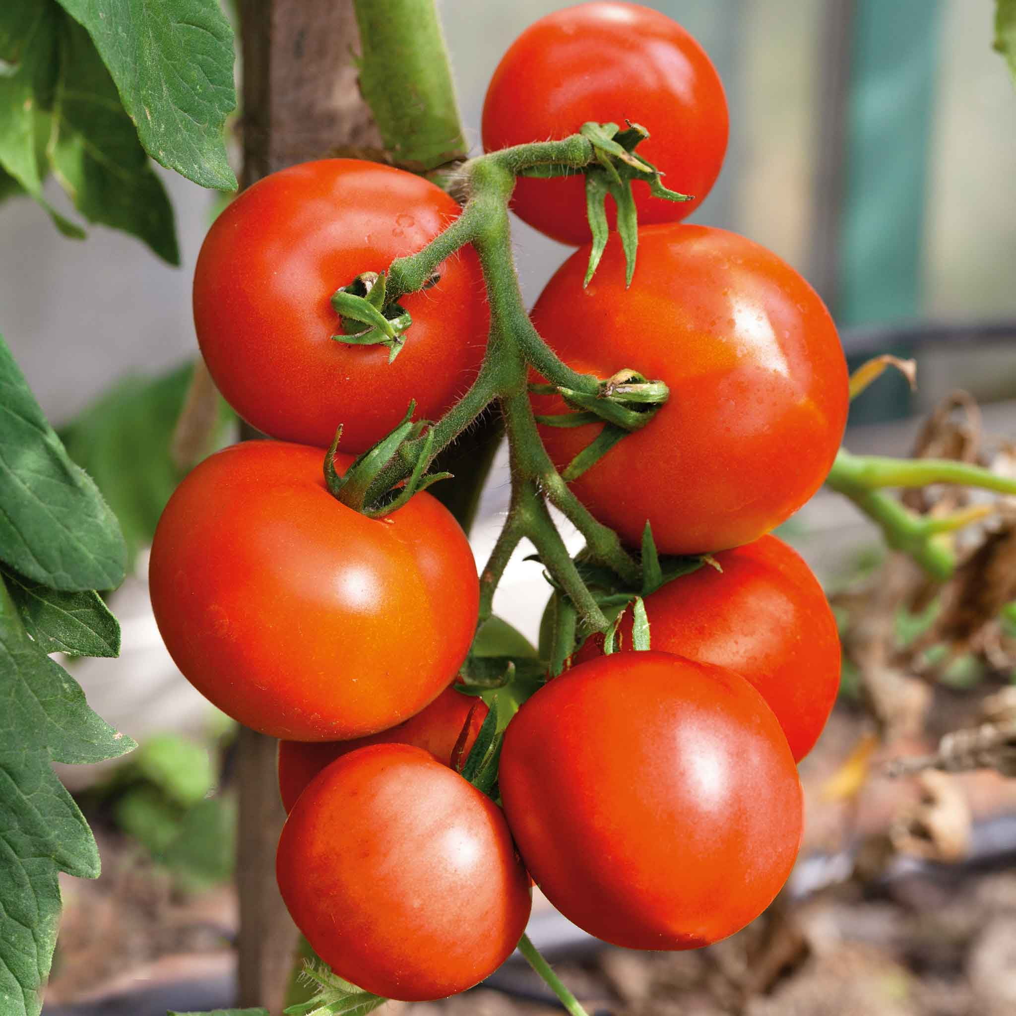 Eden Brothers Tomato Seeds - Moneymaker Non-GMO Seeds for Planting ...