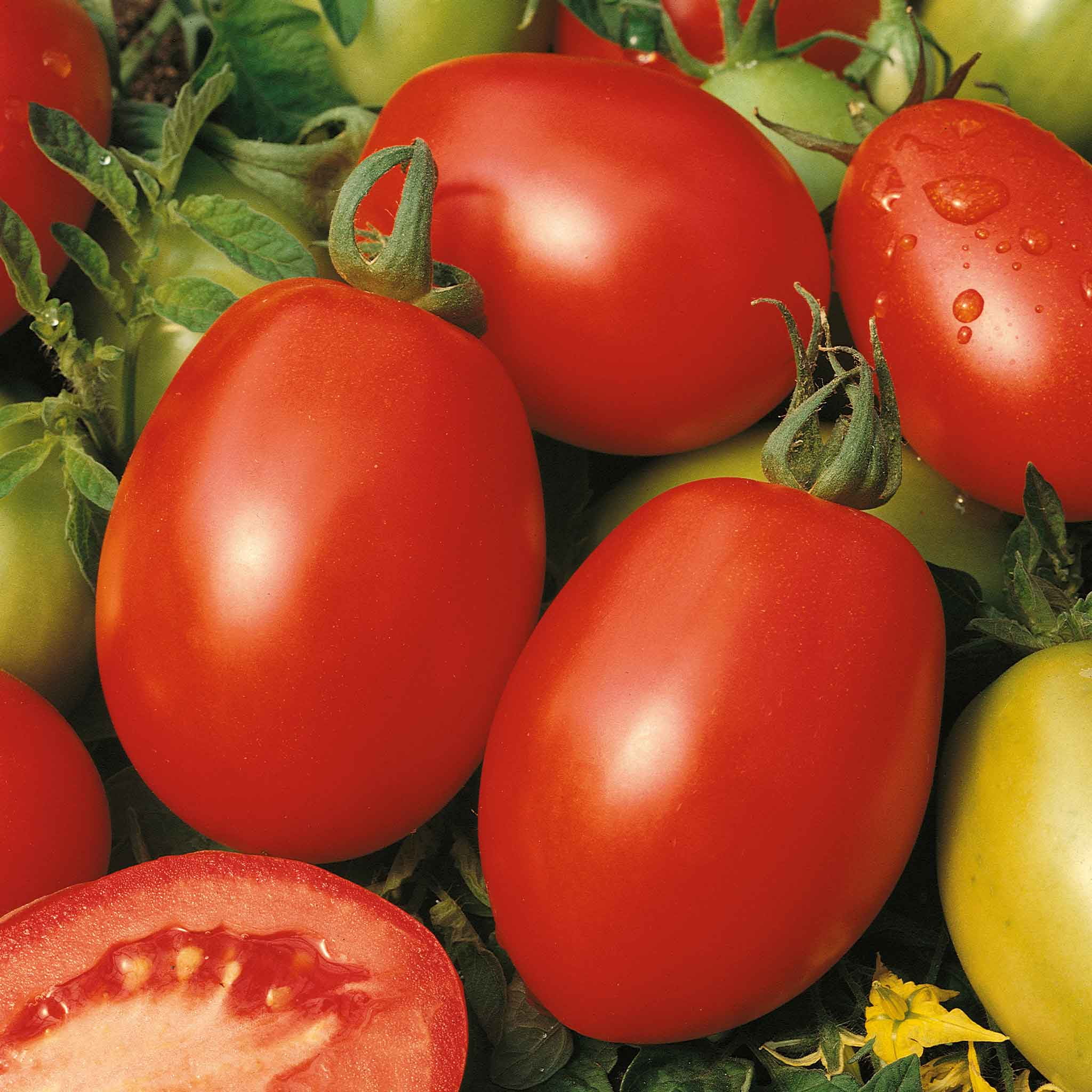 Eden Brothers Tomato Seeds - Rio Grande Non-GMO Seeds for Planting, Packet | Low-Maintenance ...