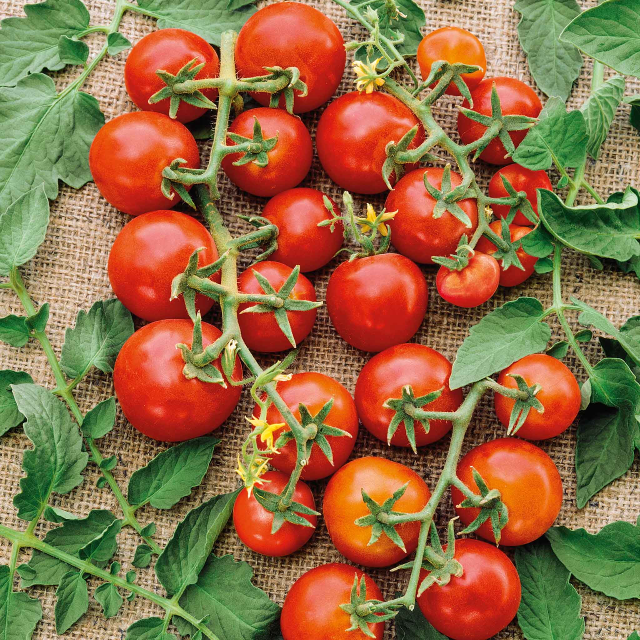 Eden Brothers Tomato Seeds - Small Red Cherry - Walmart.com