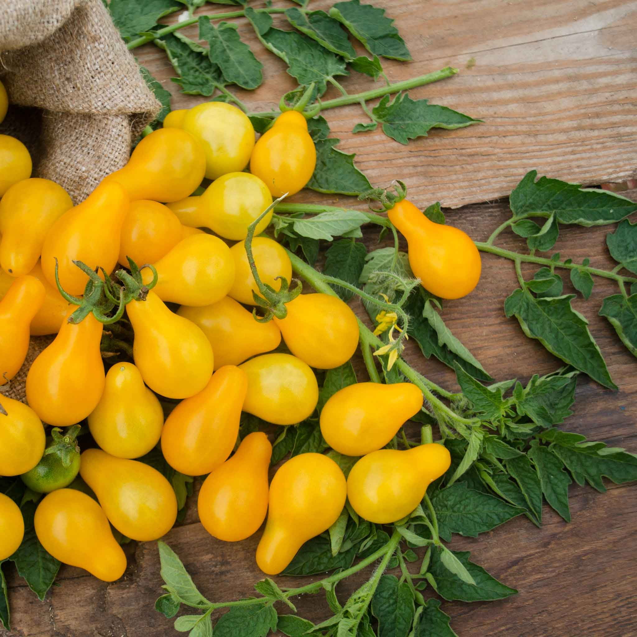 Eden Brothers Tomato Seeds - Yellow Pear - Walmart.com