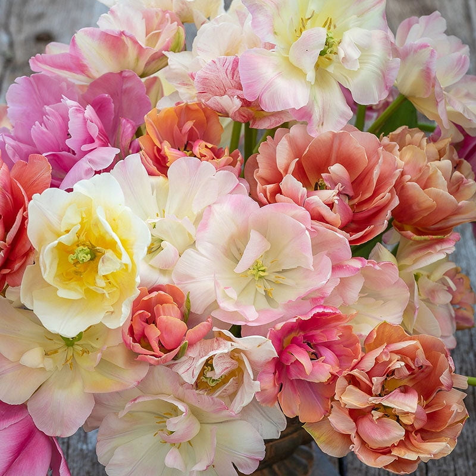 Eden Brothers Tulip Bulbs - Afternoon Tea Mix Non-GMO Bulbs for ...