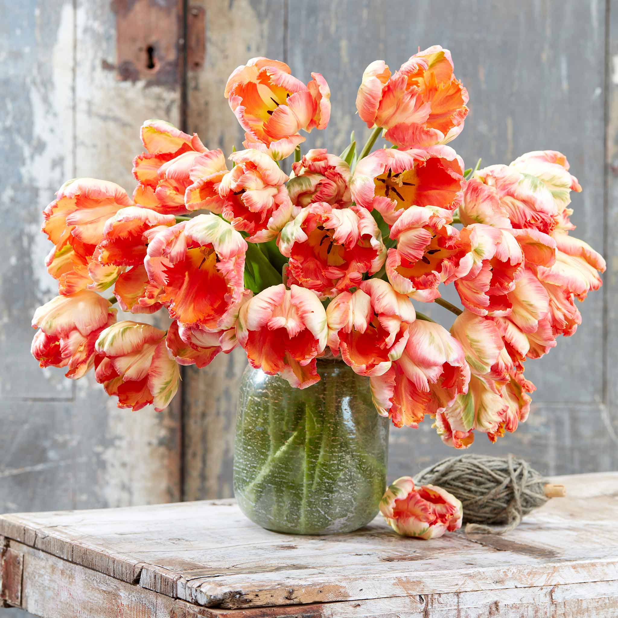 Eden Brothers Tulip Bulbs - Apricot Parrot Non-GMO Bulbs for Planting ...
