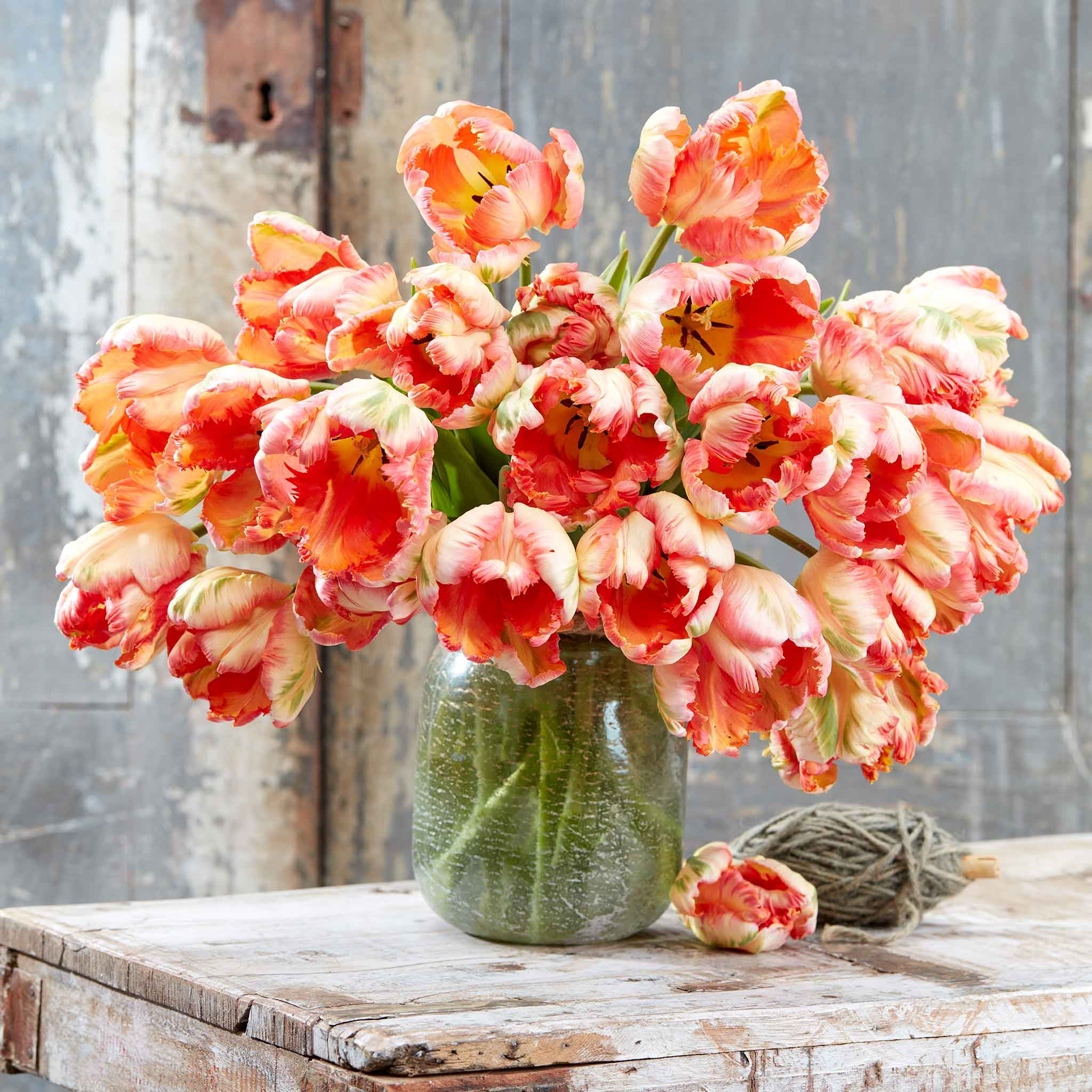 Eden Brothers Tulip Bulbs, Apricot Parrot, 20 Bulbs | Perennial Flowers ...