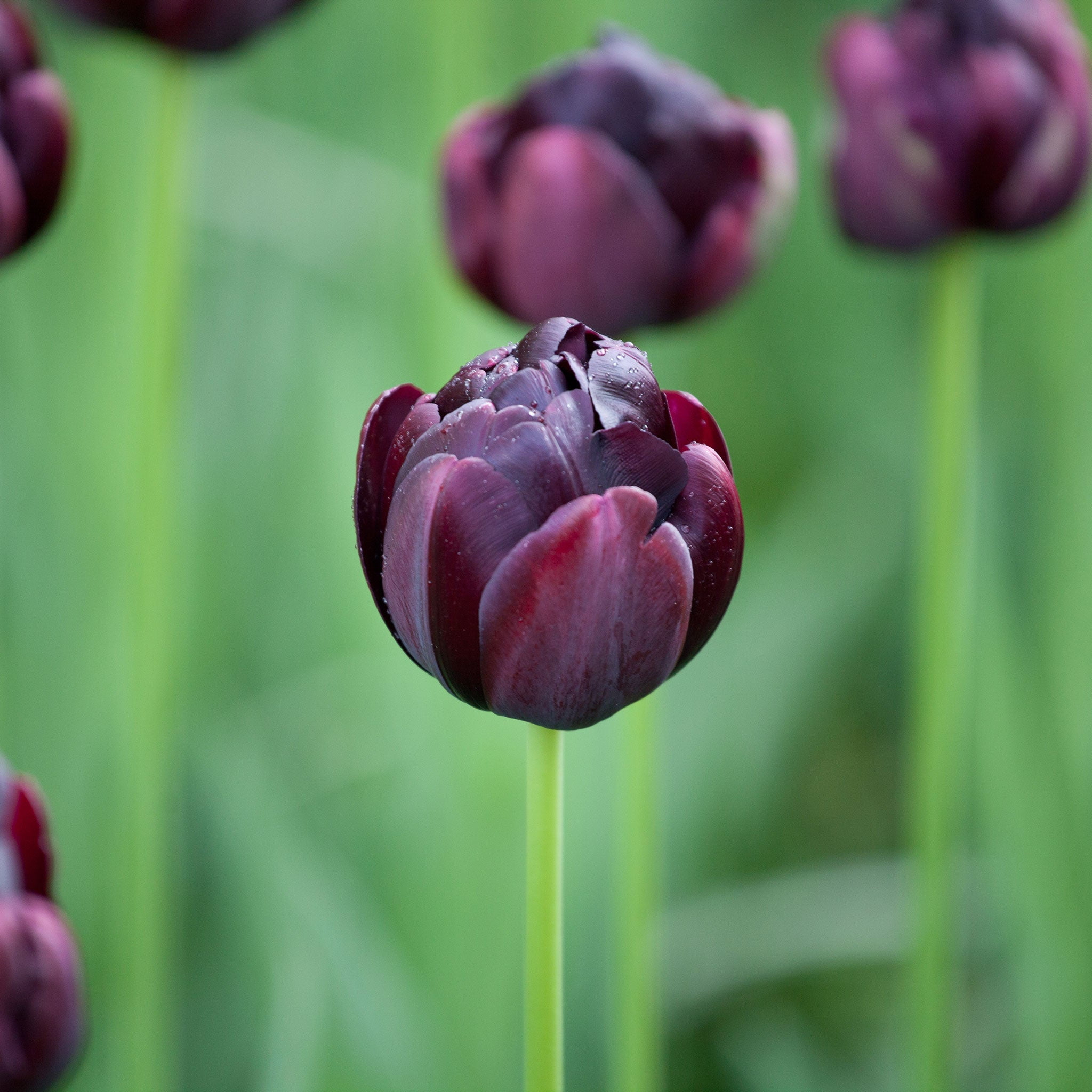 Eden Brothers Tulip Bulbs, Black Hero, 10 Bulbs | Perennial Flowers ...