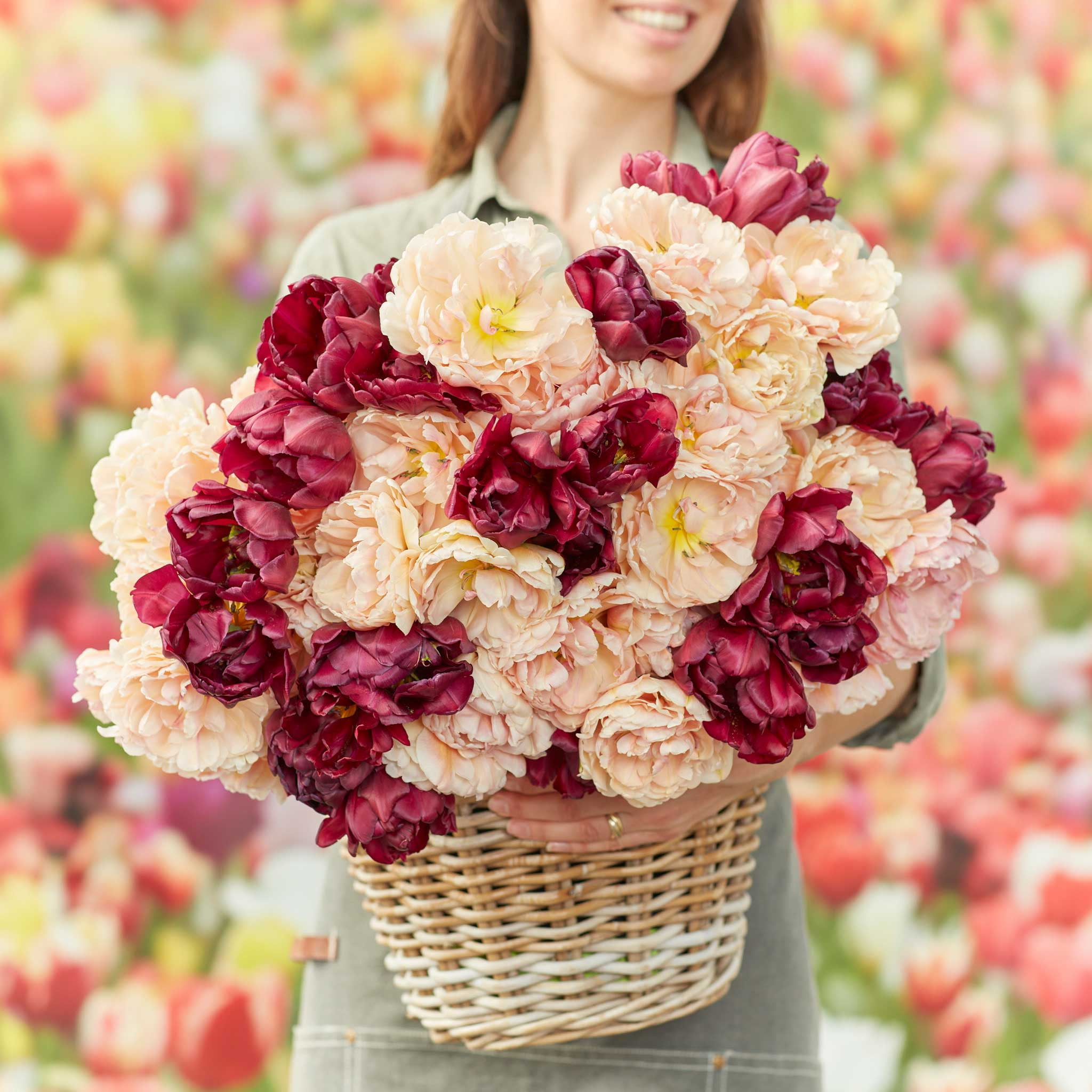 Eden Brothers Tulip Bulbs, Burgundy Blush Mix, 10 Bulbs | Perennial ...