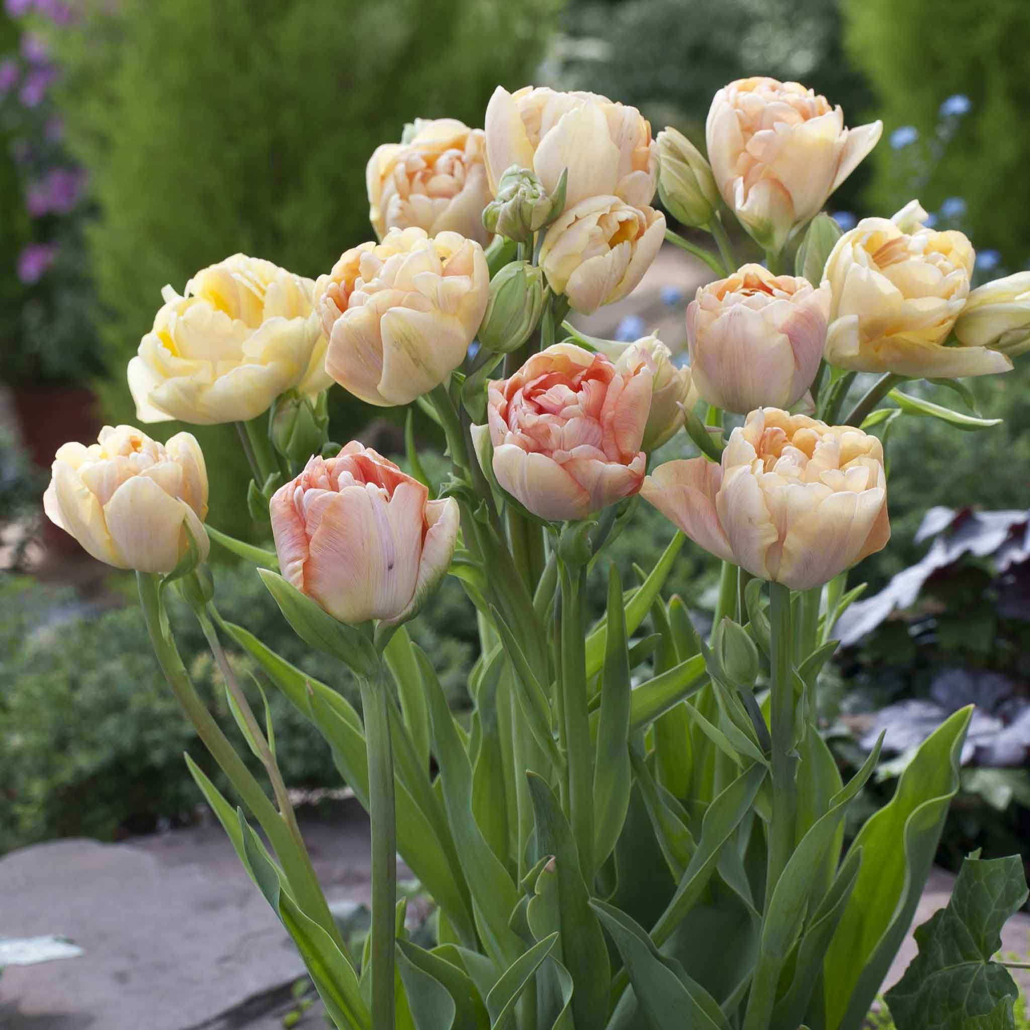 Eden Brothers Tulip Bulbs - Charming Beauty Non-GMO Bulbs for Planting ...