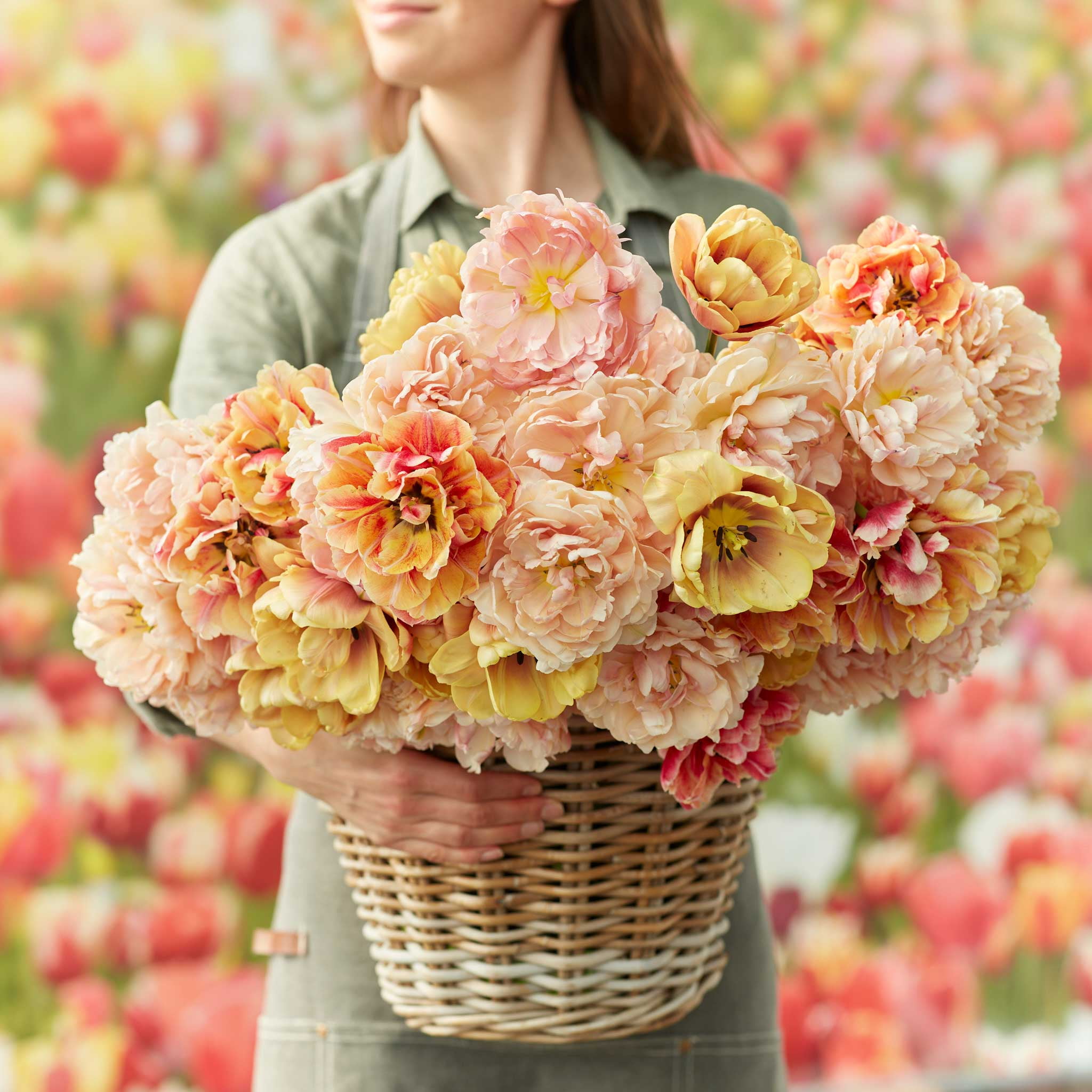 Eden Brothers Tulip Bulbs - Deluxe Double Mix - Walmart.com