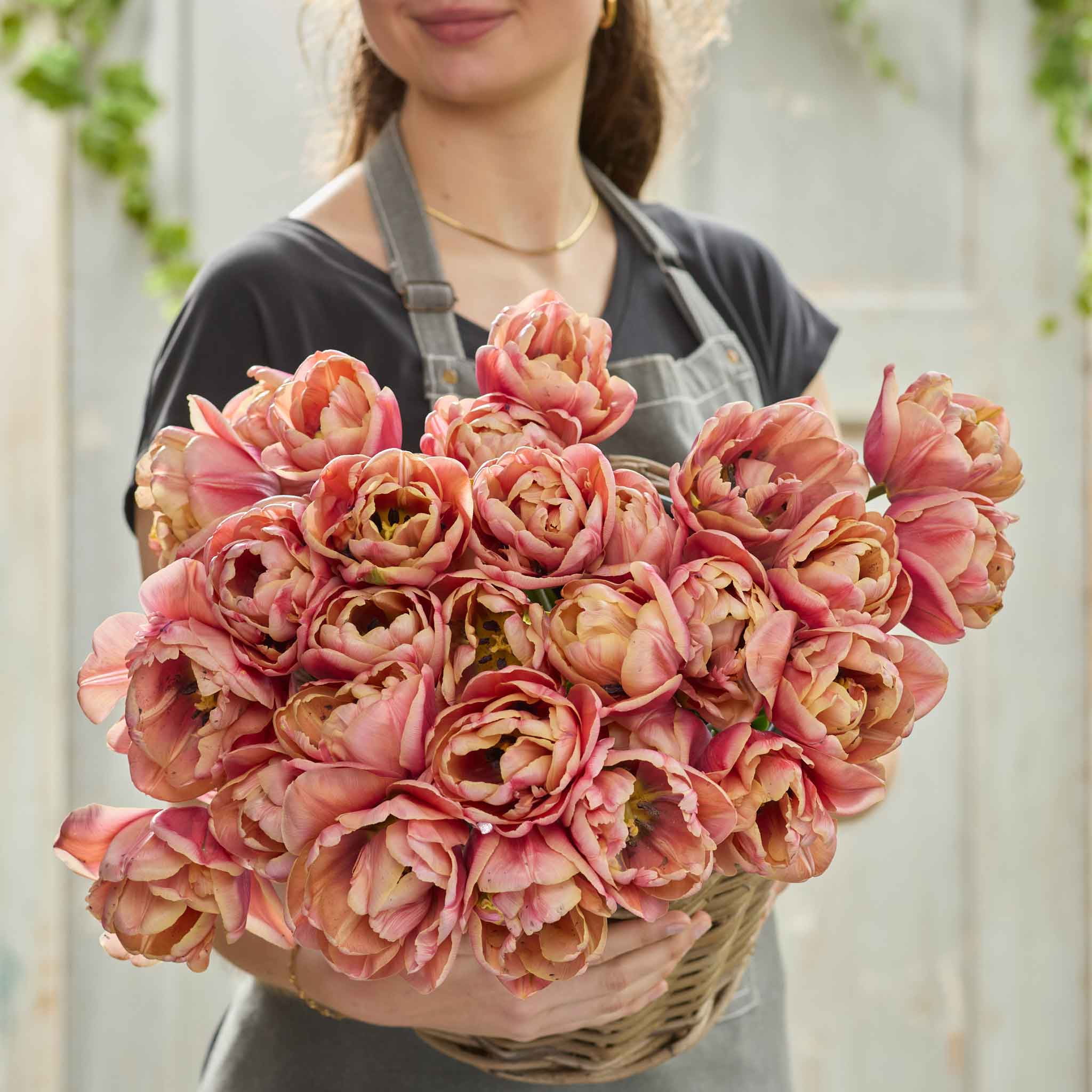 Eden Brothers Tulip Bulbs, La Belle Epoque, 50 Bulbs | Perennial ...