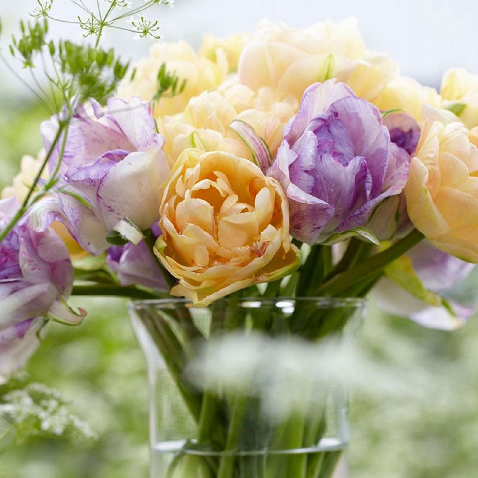 Eden Brothers Tulip Bulbs - Lilac Linen Mix Non-GMO Bulbs for Planting ...