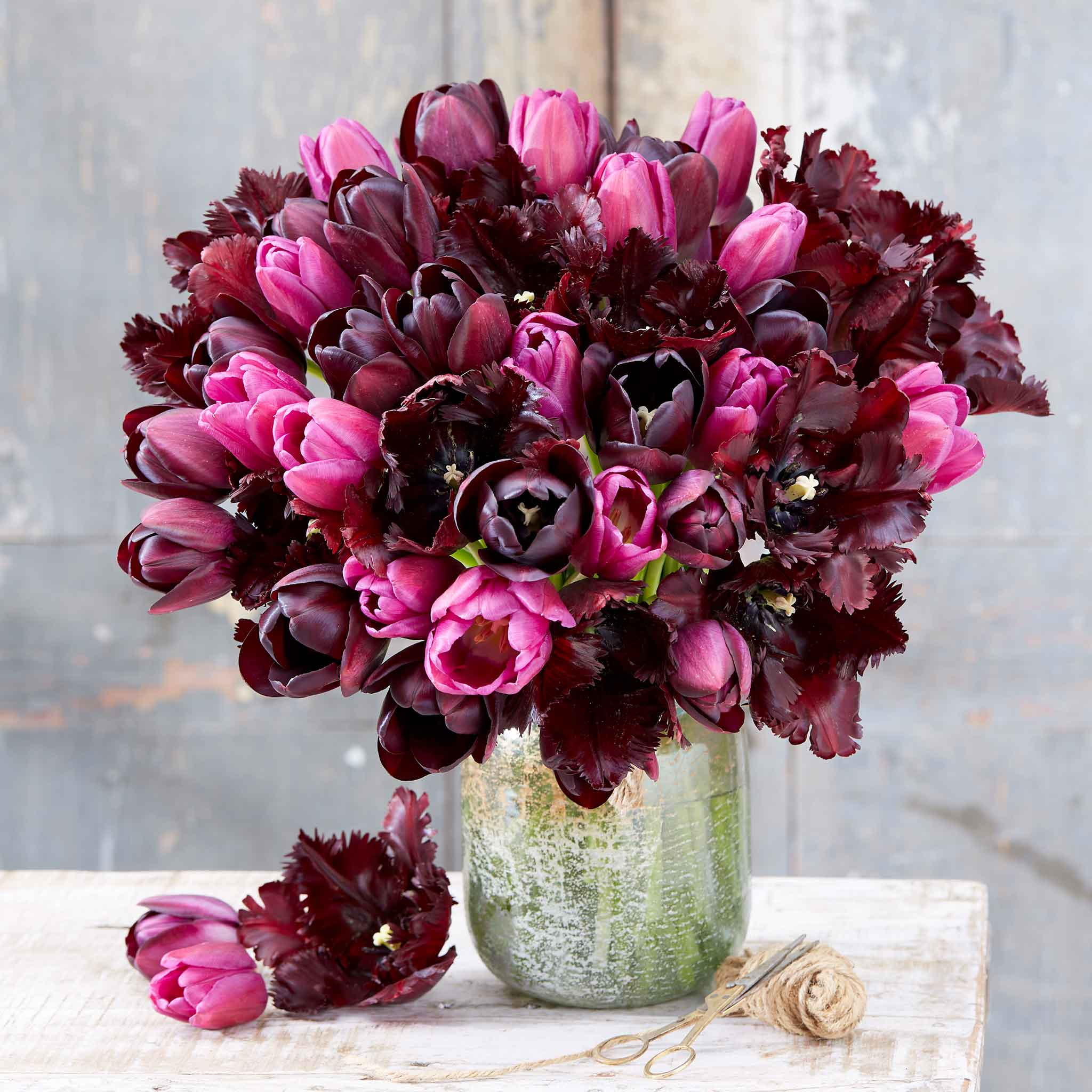Eden Brothers Tulip Bulbs, Merlot Melody Mix, 100 Bulbs | Perennial ...