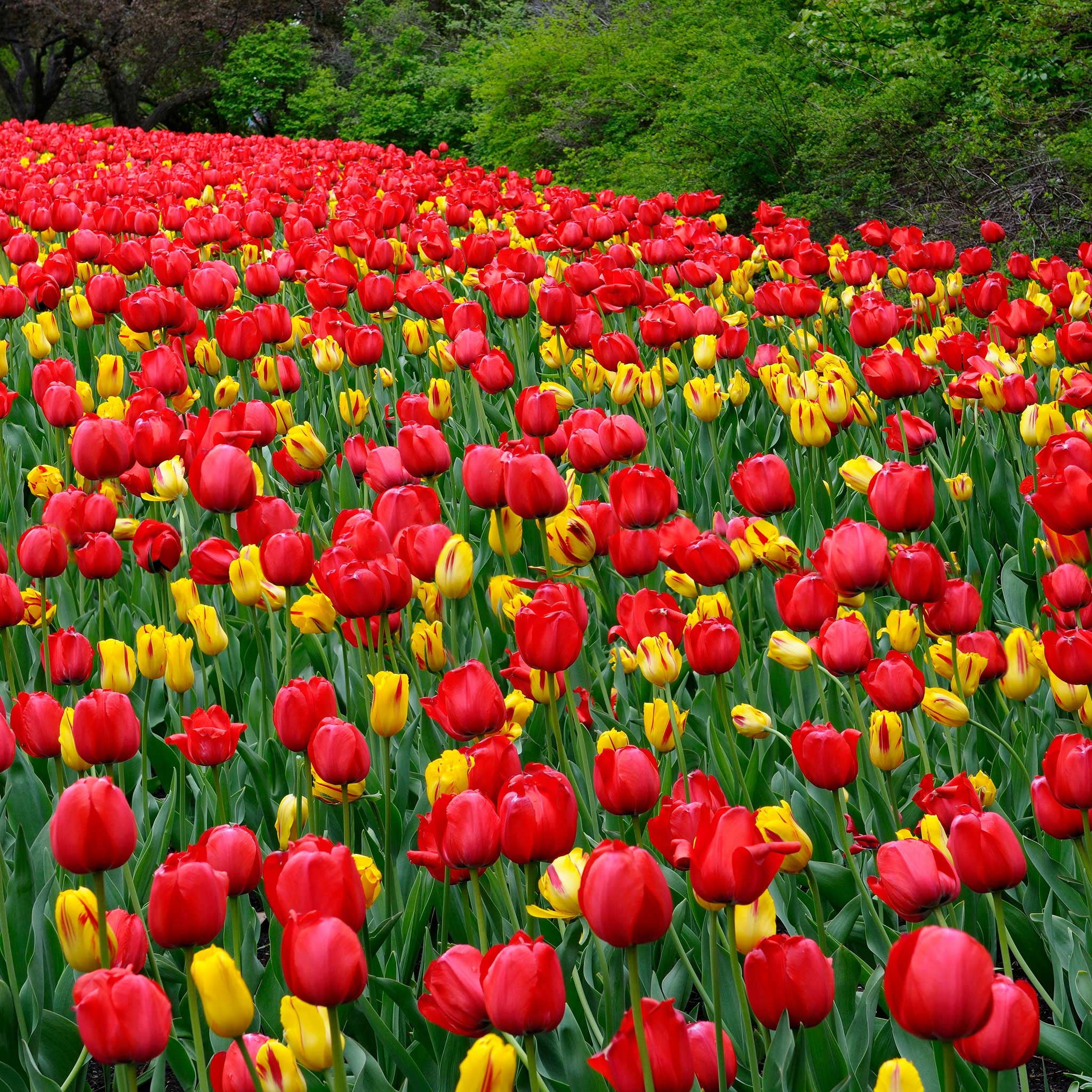 Eden Brothers Tulip Bulbs, Red Impression, 50 Bulbs | Perennial Flowers ...