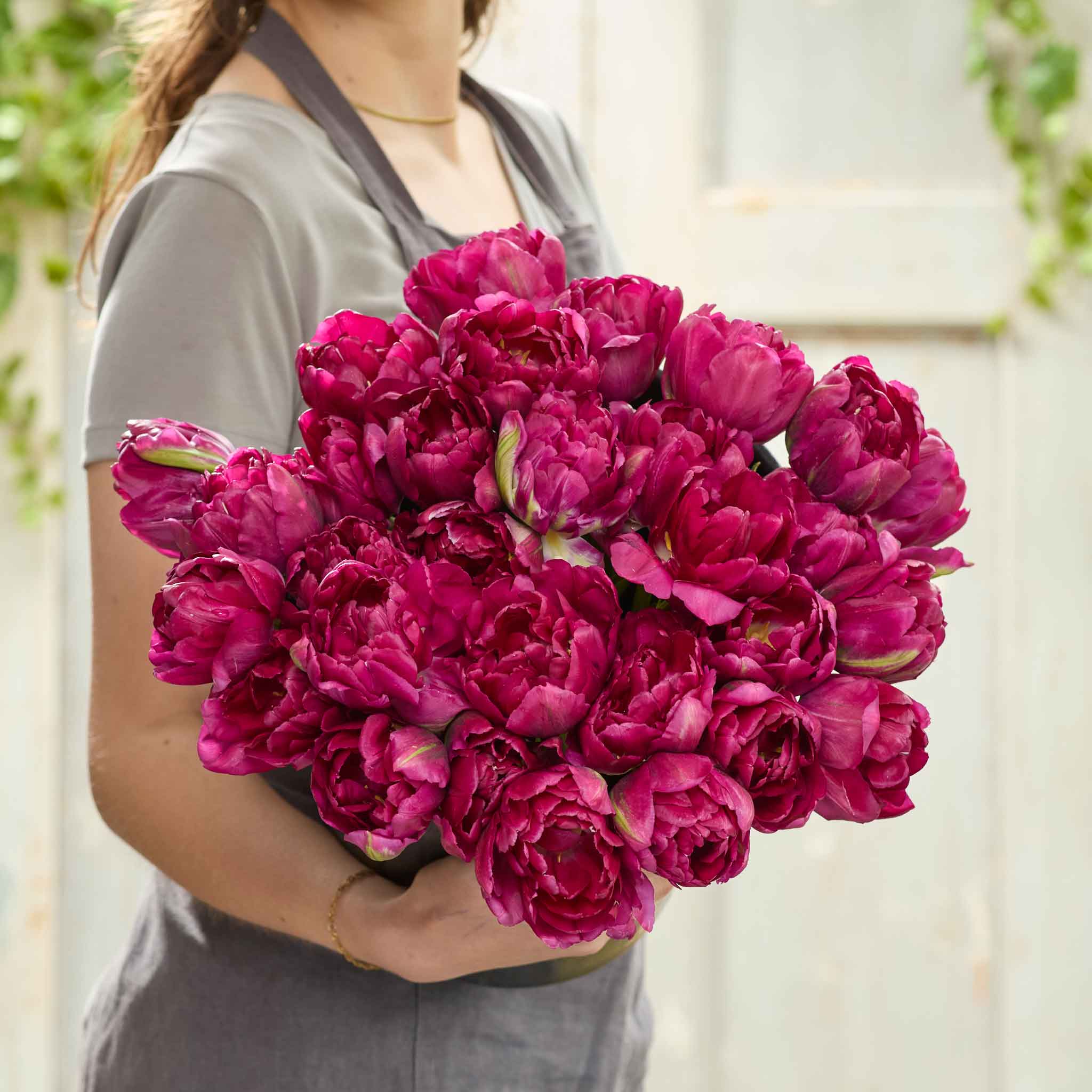 Eden Brothers Tulip Bulbs - Royal Acres - Walmart.com