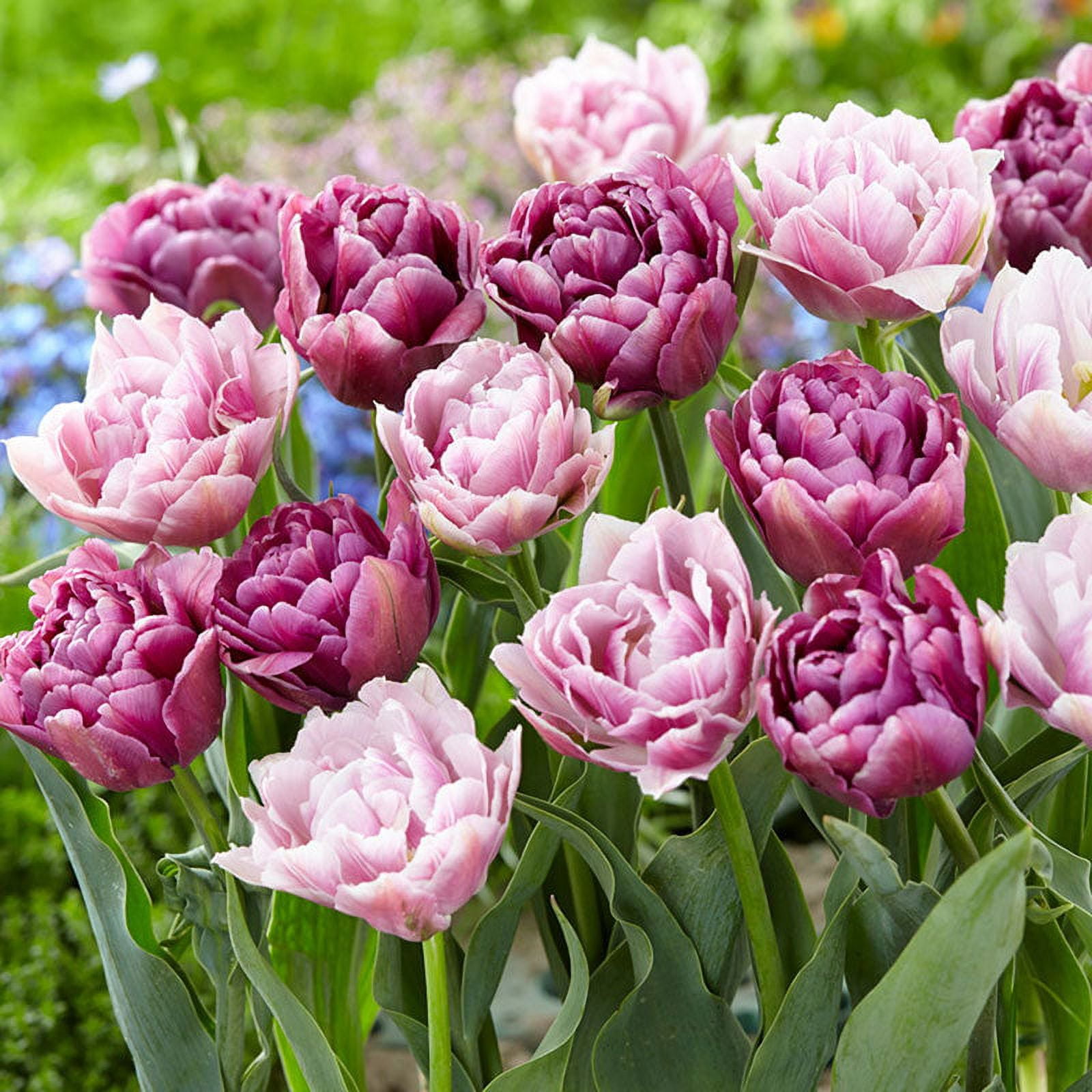 Eden Brothers Tulip Bulbs - Vintage Double Mix Non-GMO Bulbs for ...