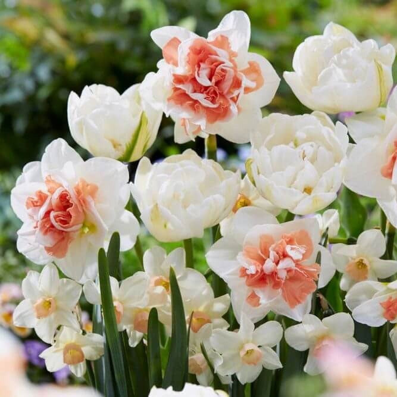 Eden Brothers Tulip & Daffodil Bulbs - Peach Lemonade Collection ...