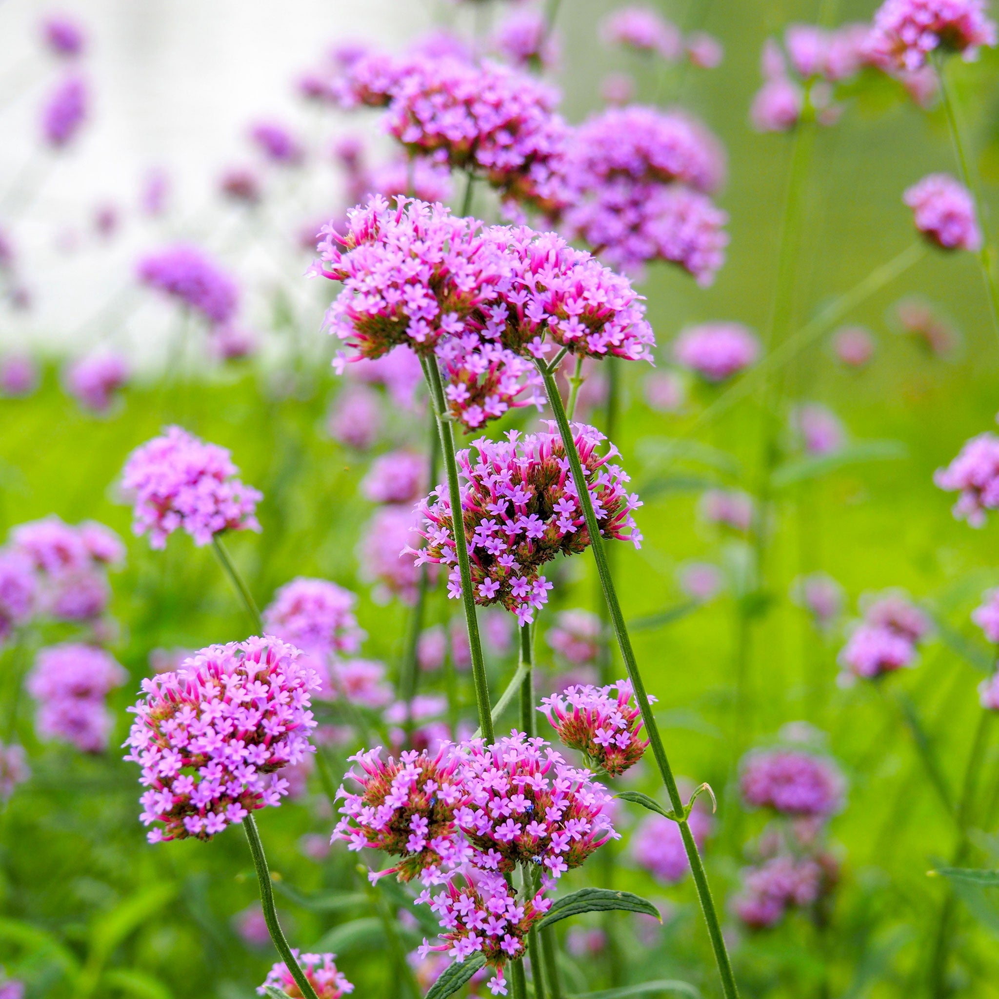 Eden Brothers Verbena Seeds - Purpletop - Walmart Business Supplies