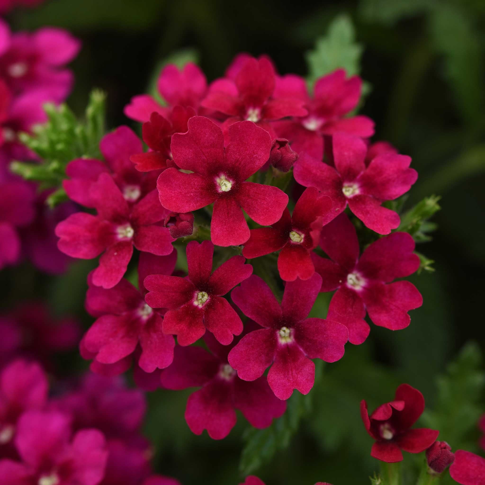 Eden Brothers Verbena Seeds - Quartz XP Bordeaux - Walmart.com