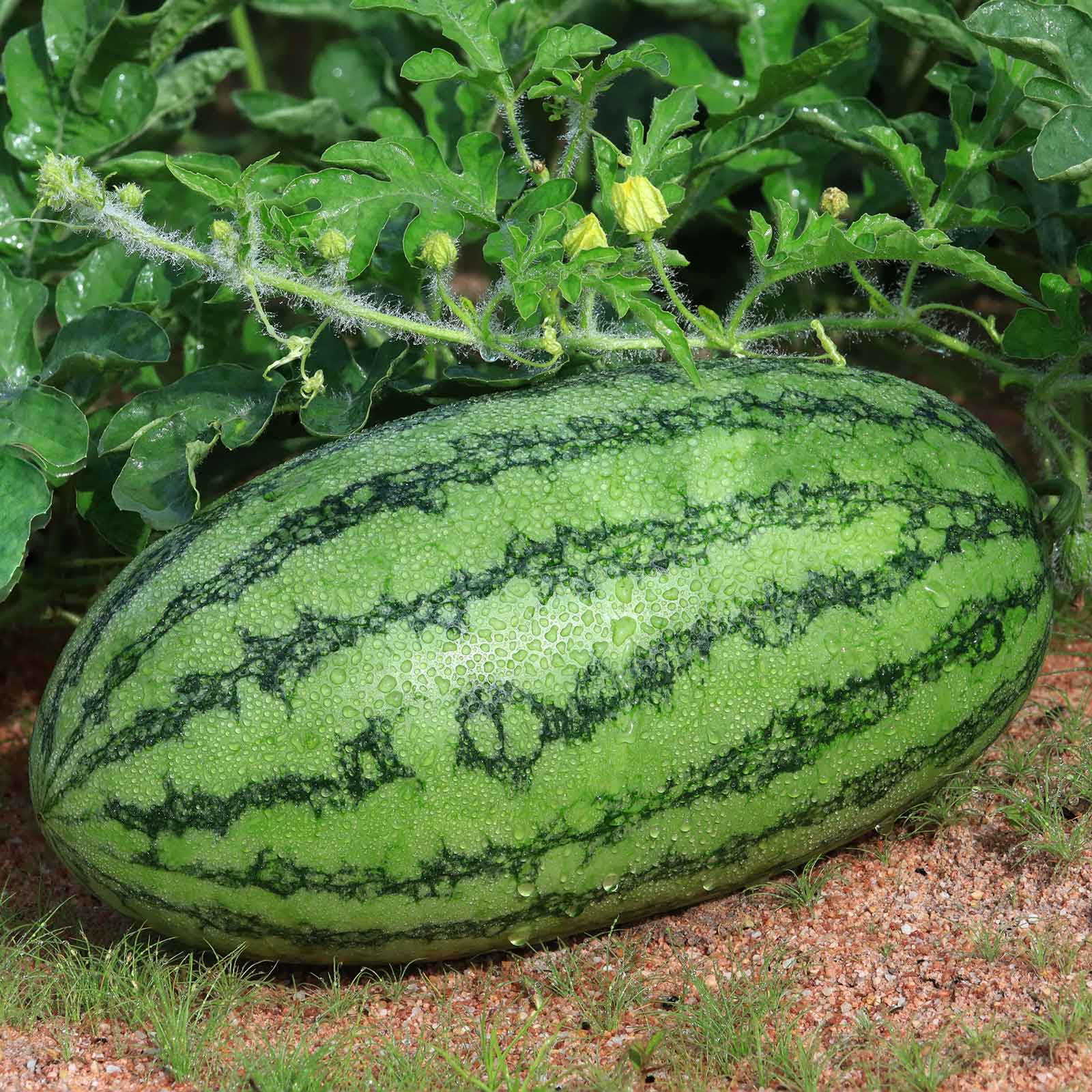 Eden Brothers Watermelon Seeds - Jubilee Improved Non-GMO Seeds for ...