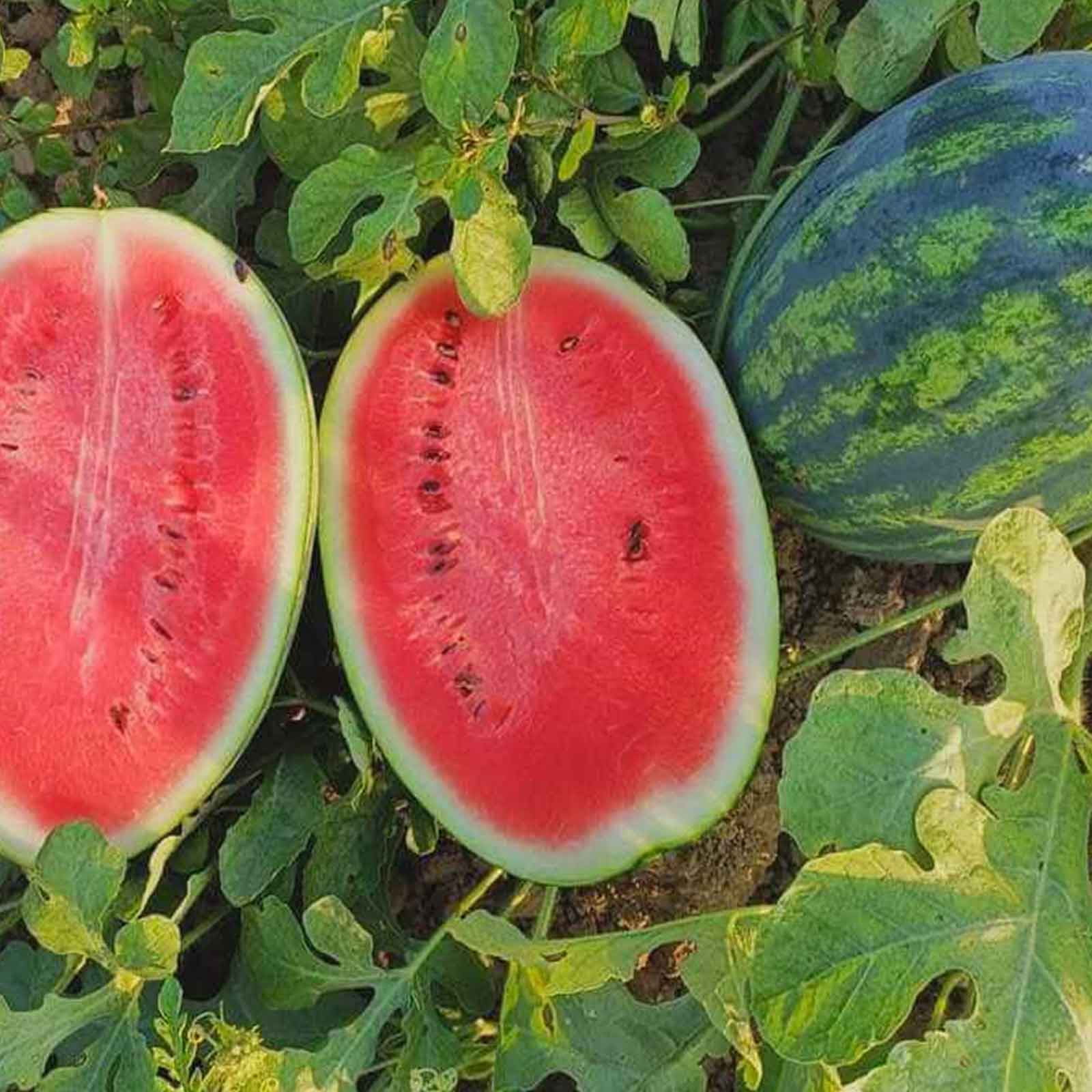 Eden Brothers Watermelon Seeds - All Sweet Non-GMO Seeds for Planting ...