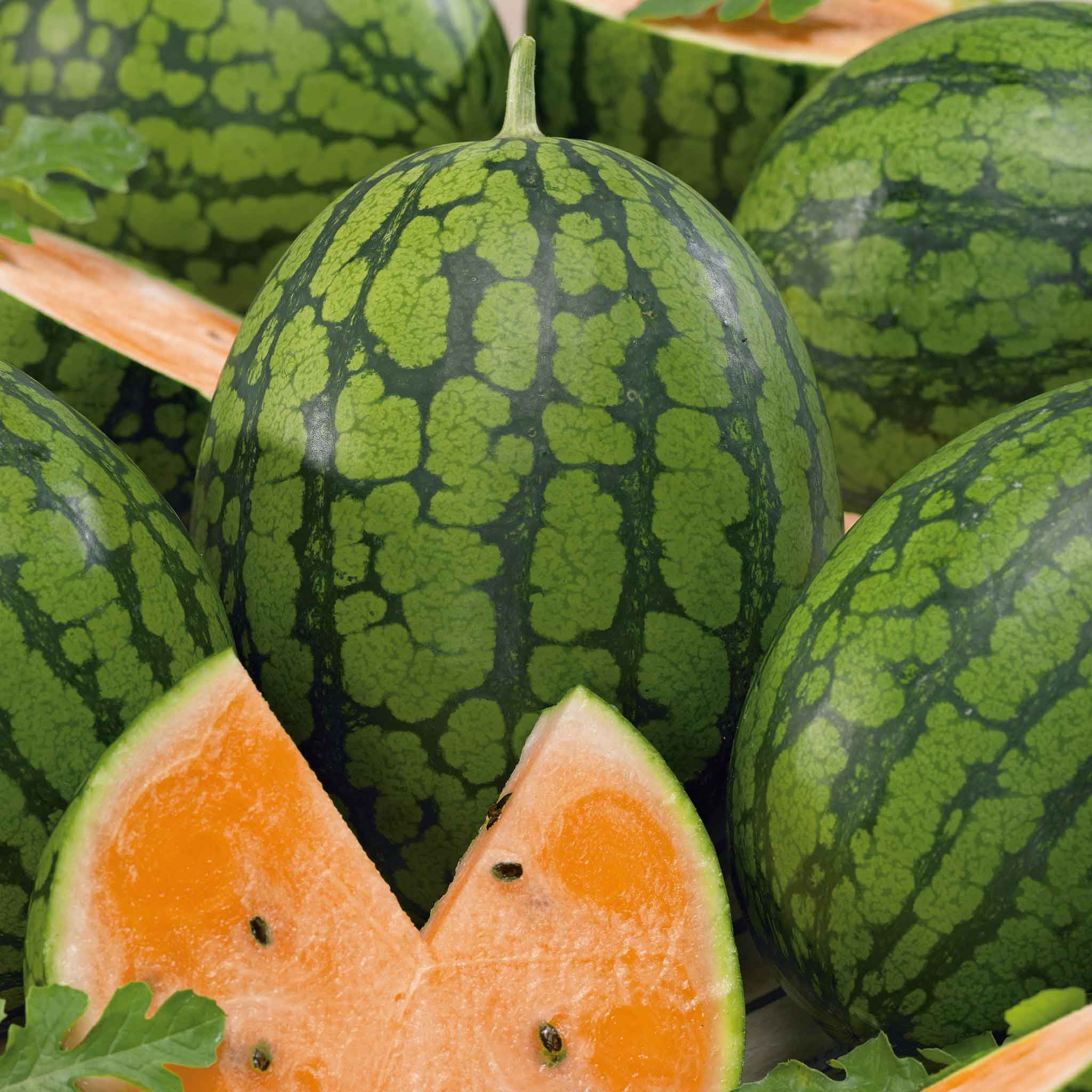 Eden Brothers Watermelon Seeds - Tendersweet Orange Non-GMO Seeds for ...