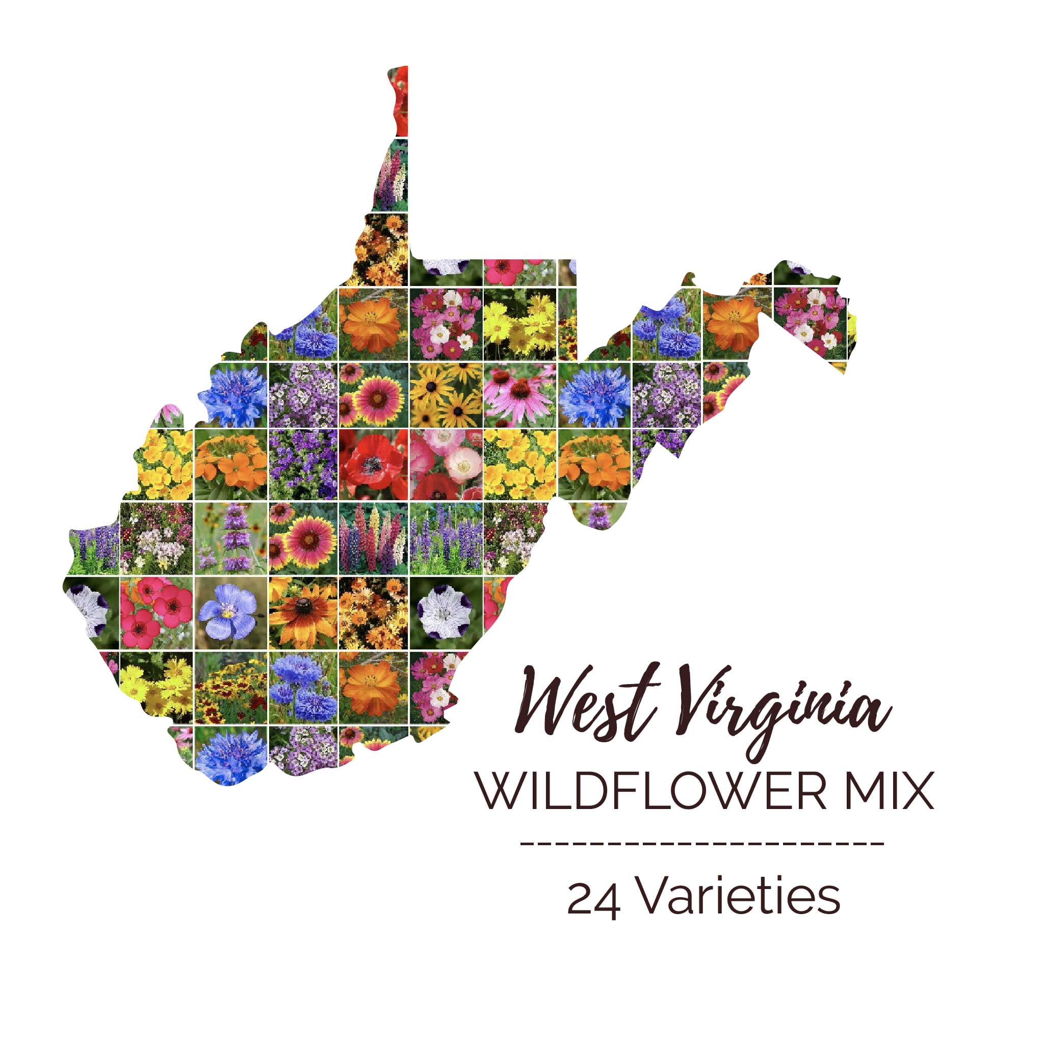 Eden Brothers West Virginia Wildflower Mixed Seeds for Planting, 1 oz ...