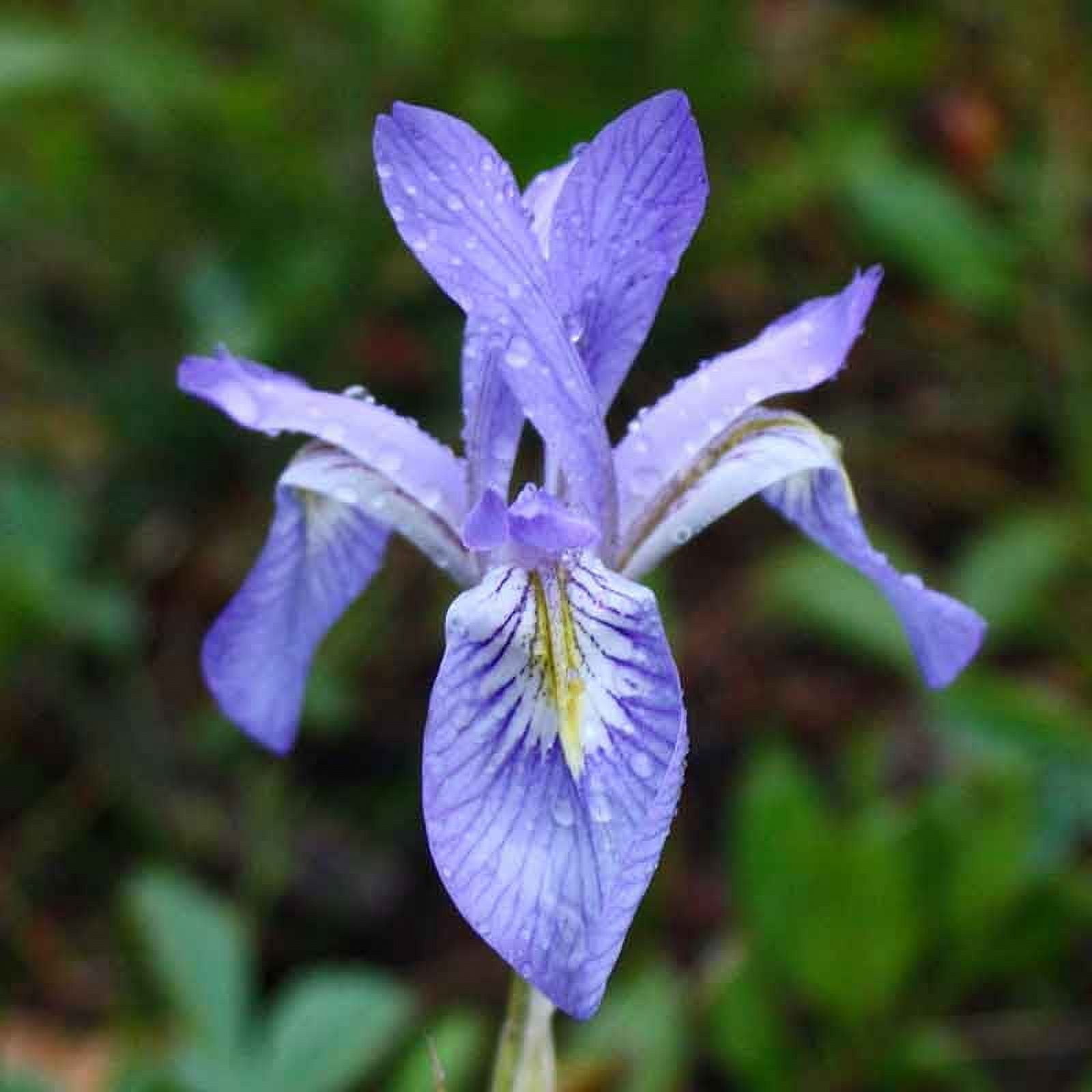 Eden Brothers Wild Blue Iris Seeds - Walmart.com