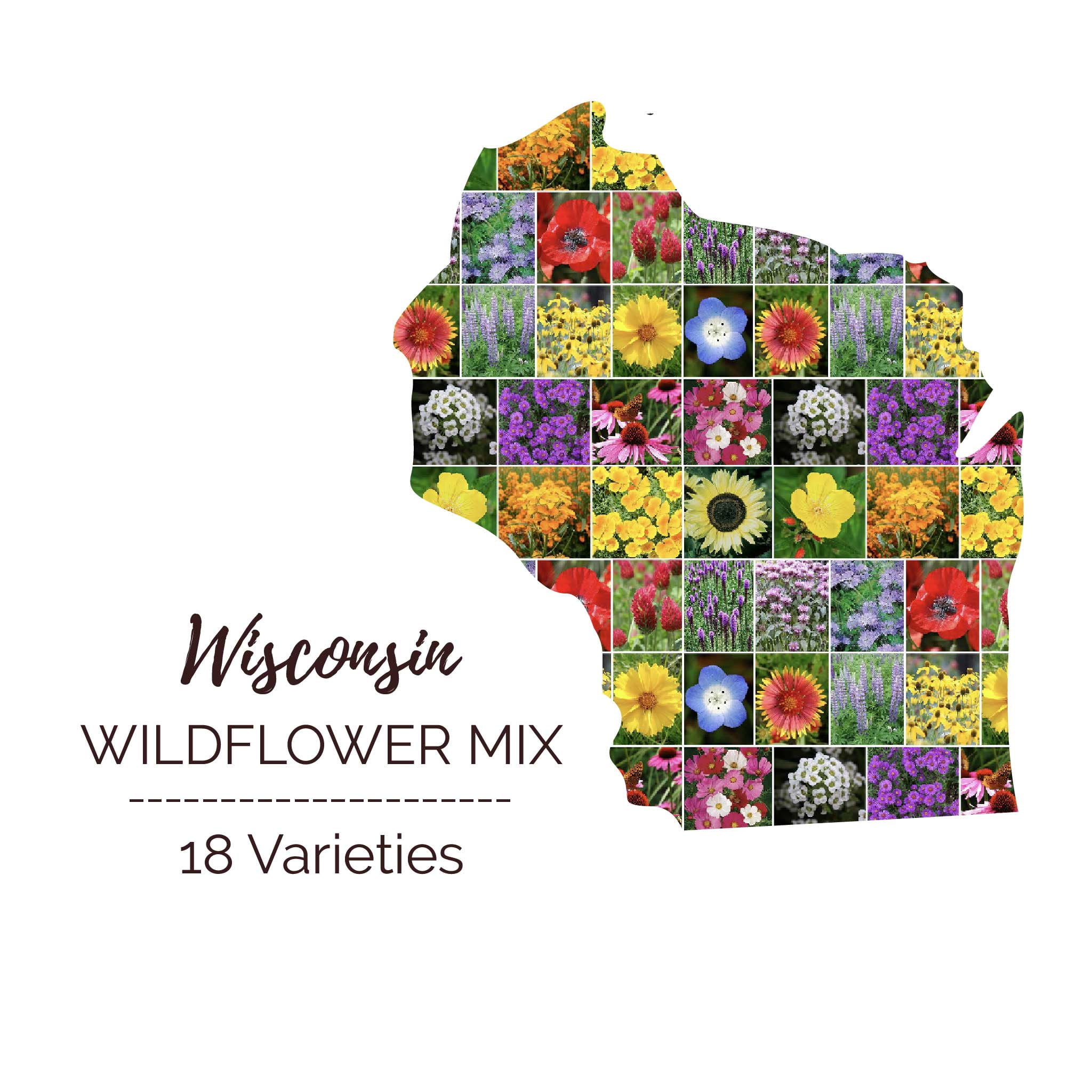 Eden Brothers Wisconsin Wildflower Mixed Seeds for Planting, 1 lb ...