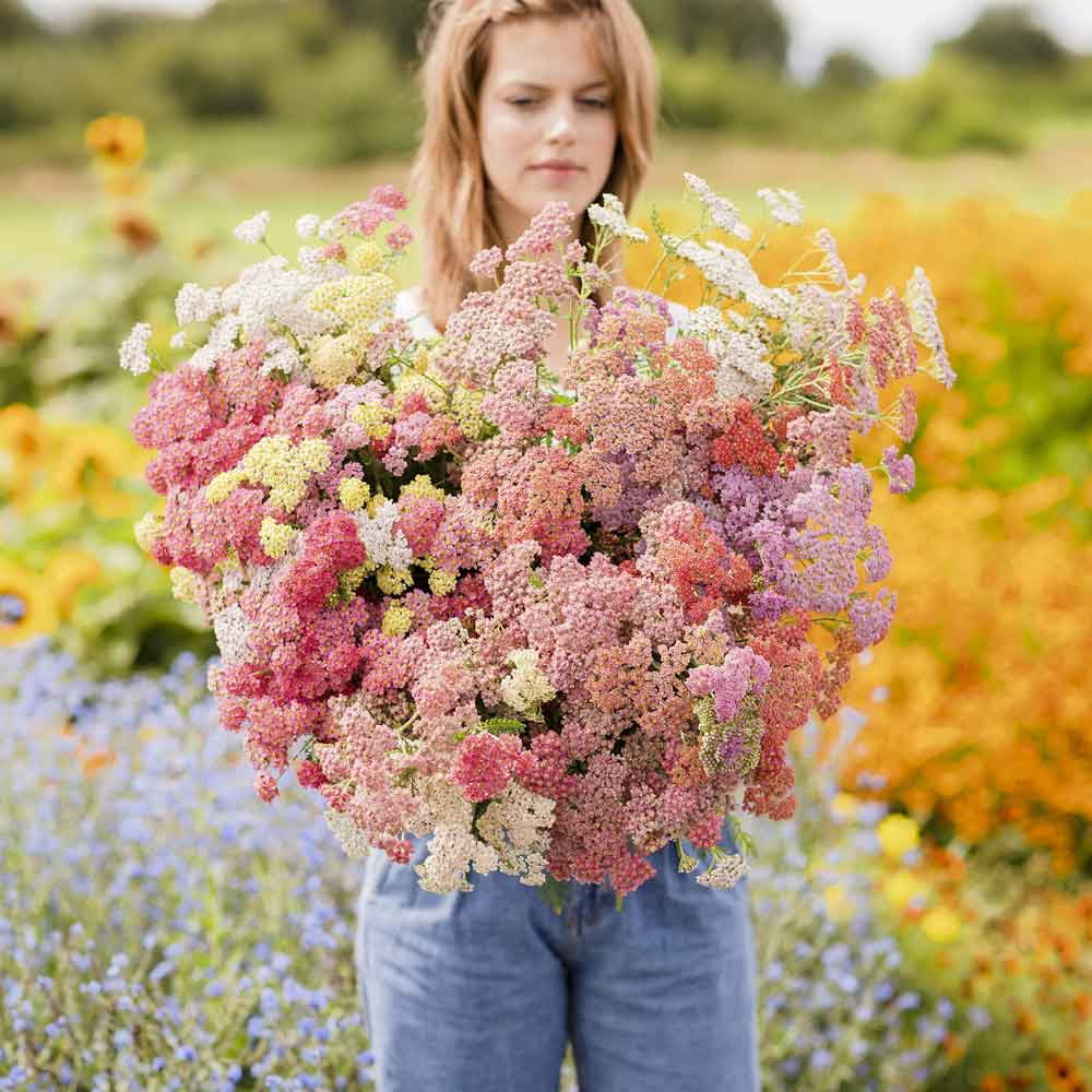 Eden Brothers Yarrow Seeds - Colorado Mix - Walmart.com