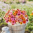 Eden Brothers Zinnia Seeds (Dwarf) - Button Box Mix - Walmart.com