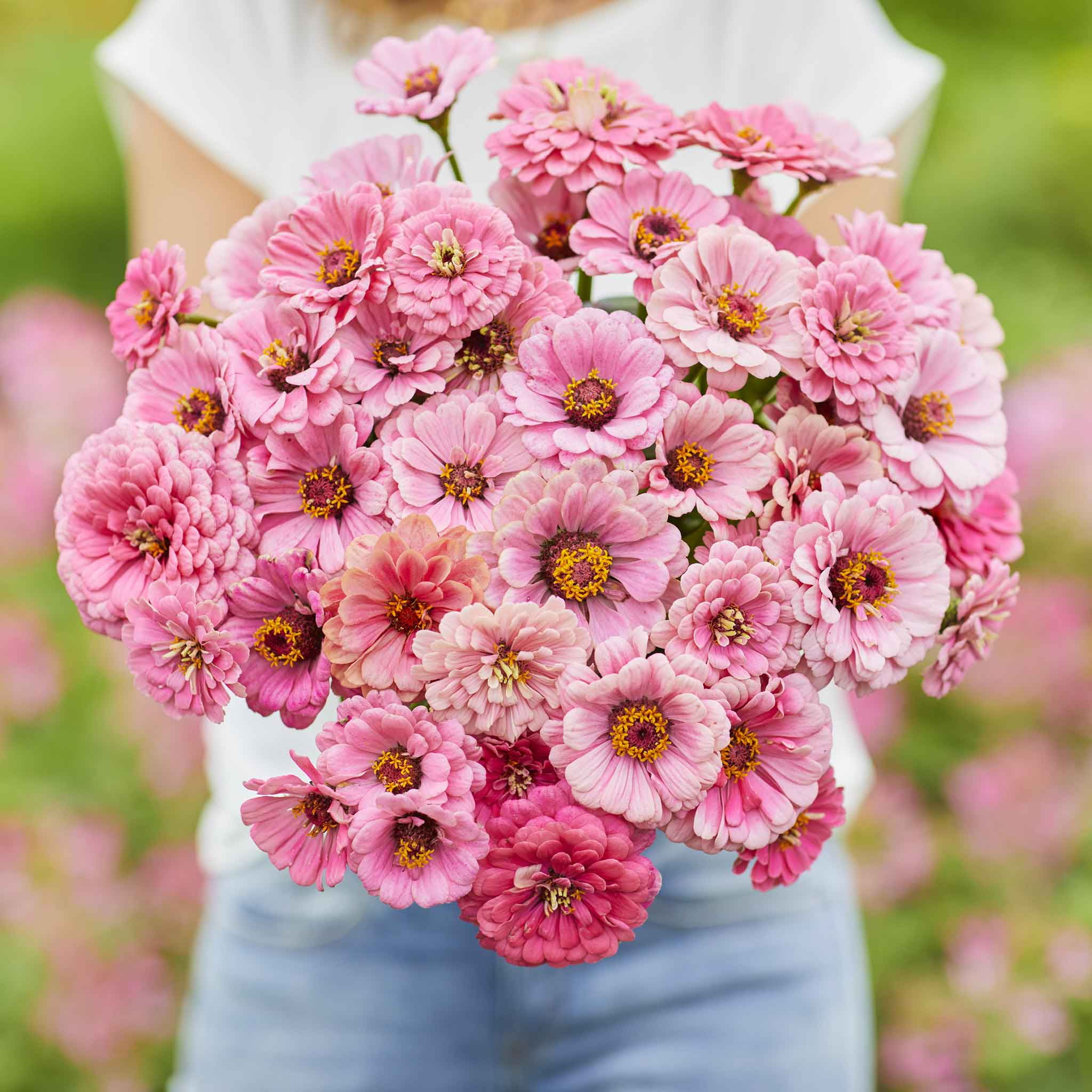 Eden Brothers Zinnia Seeds - Miss Willmott, Non-GMO Seeds for Planting ...