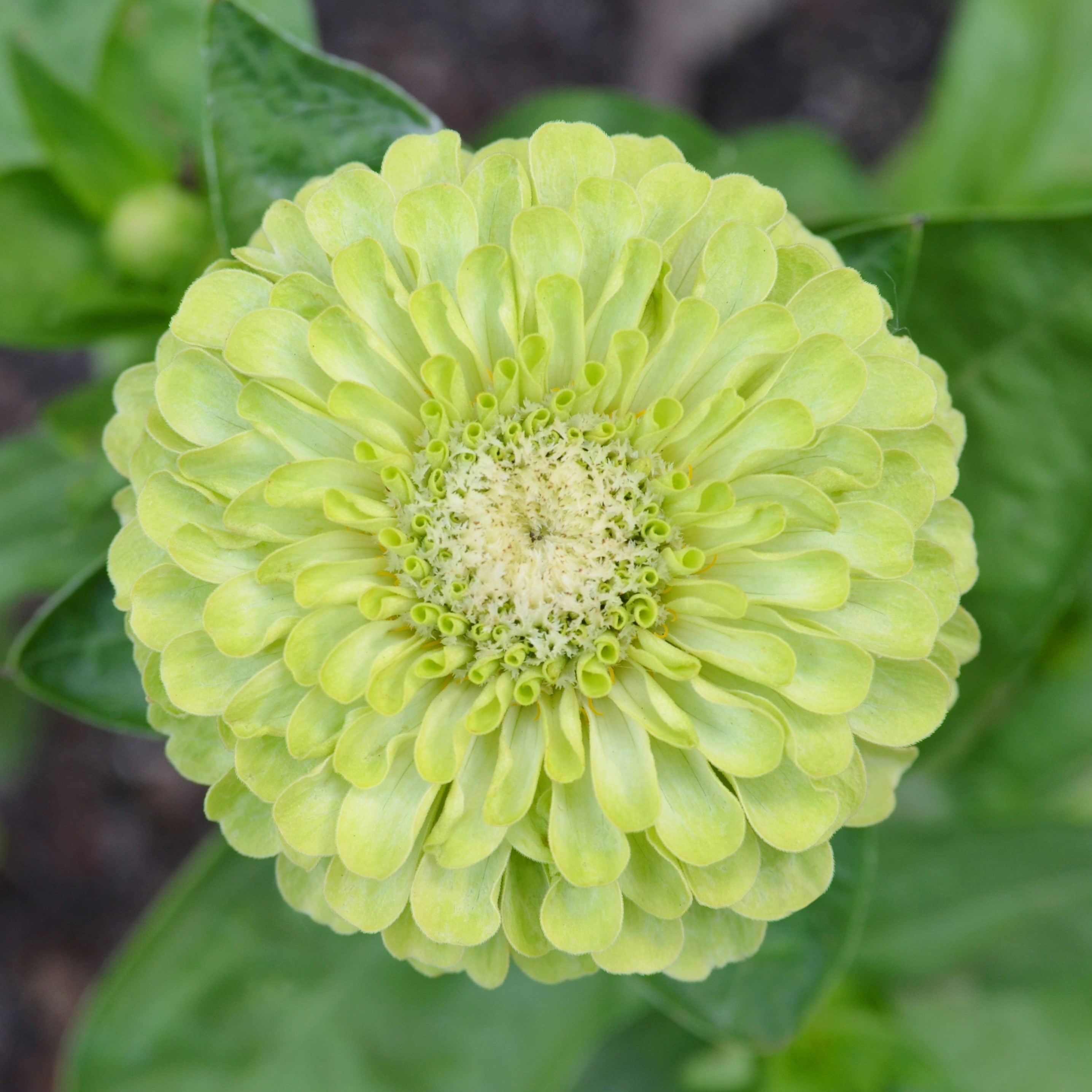 Eden Brothers Zinnia Seeds - Queen Lime, Non-GMO Seeds for Planting ...