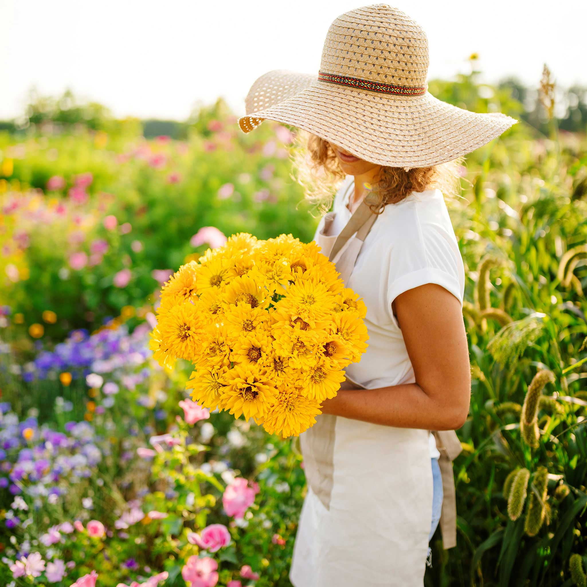 Eden Brothers Zinnia Seeds - Super Cactus Sungod, Non-GMO Seeds for ...
