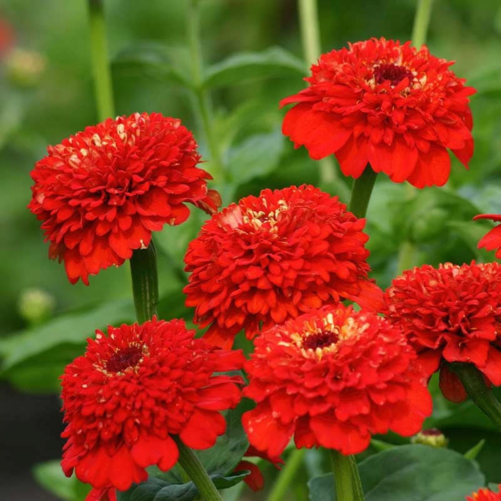 Eden Brothers Zinnia Seeds - Zinderella Red, Non-GMO Seeds for Planting ...