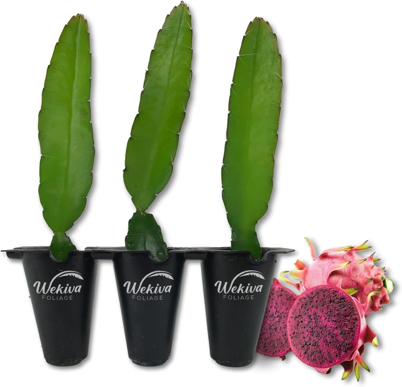 Edgar's Baby Dragon Fruit Tree - 3 Live Tissue Culture Starter Plants ...