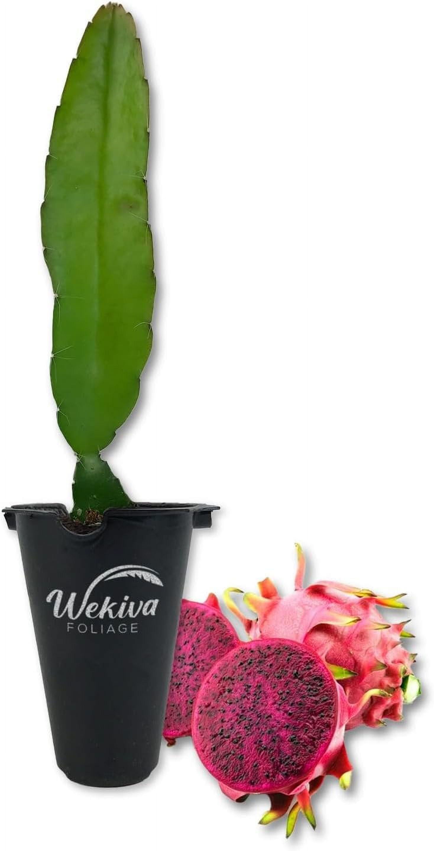 Edgar's Baby Dragon Fruit Tree - Live Tissue Culture Starter Plant ...