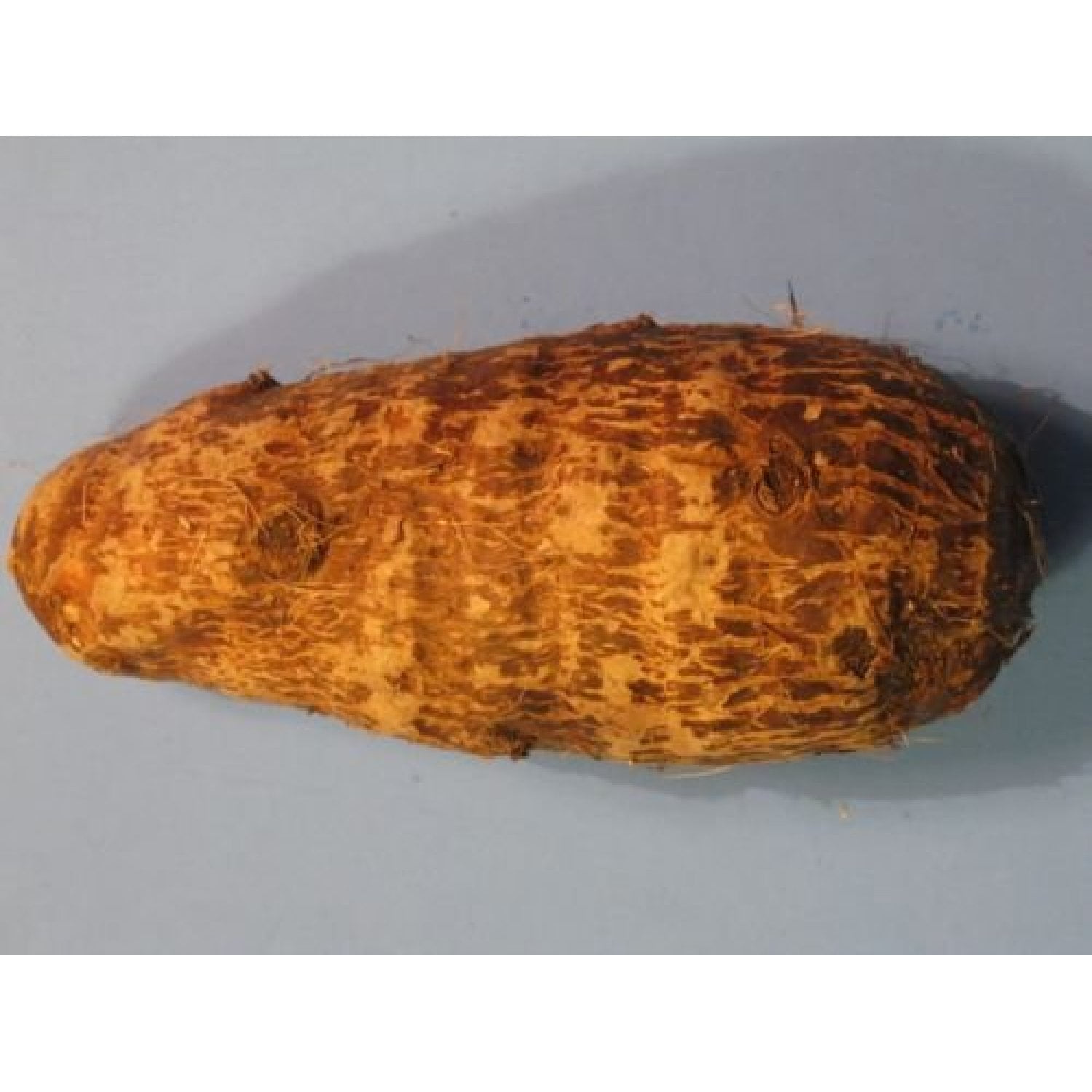 Edible Elephant Ear Malanga Xanthosoma sagittifolium Taro Plant Root ...