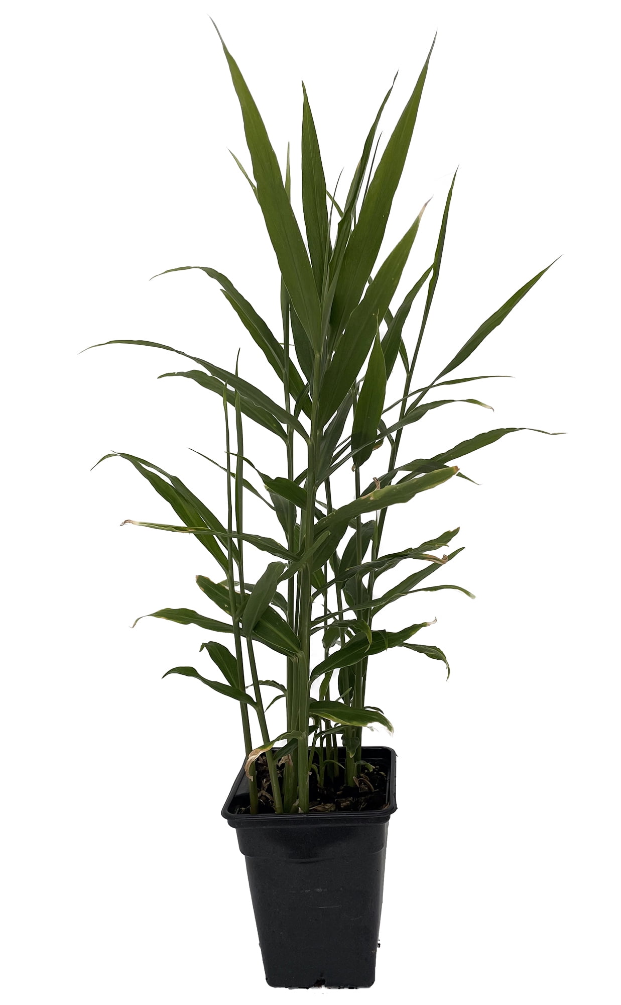 Edible Ginger Root Plant