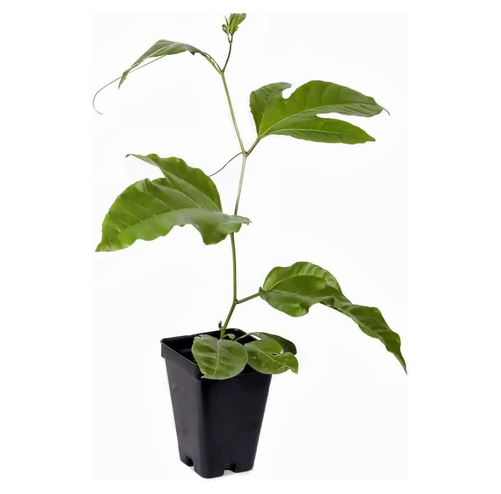 Edible Passion Fruit Vine Passiflora Purple Possum Passion Fruit Live Plant