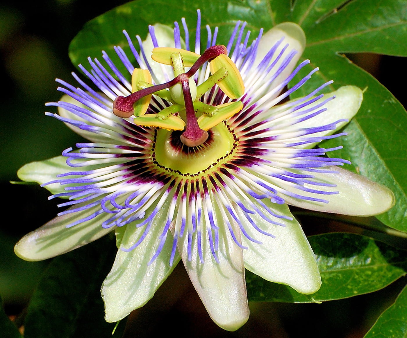 Edible Passion Vine Plant - 6" Pot - Passiflora caerulea - Walmart.com