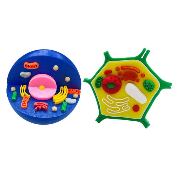 Education Animal Plant Cell Model Anatomical Animal Plant Cell Model ...
