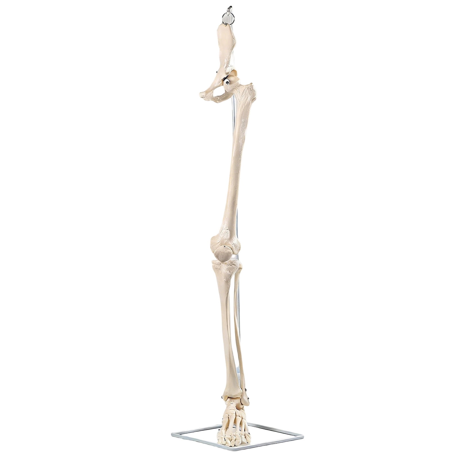Educational Anatomical Lower Limb Skeletal Model Hanging PVC Lower Limb ...