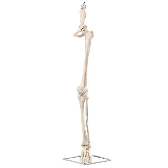 Educational Anatomical Lower Limb Skeletal Model Hanging PVC Lower Limb ...