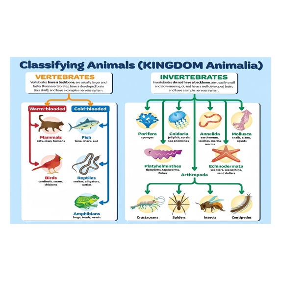 Educational Animal Kingdom Poster Zoology Taxonomy Chart with Detailed ...